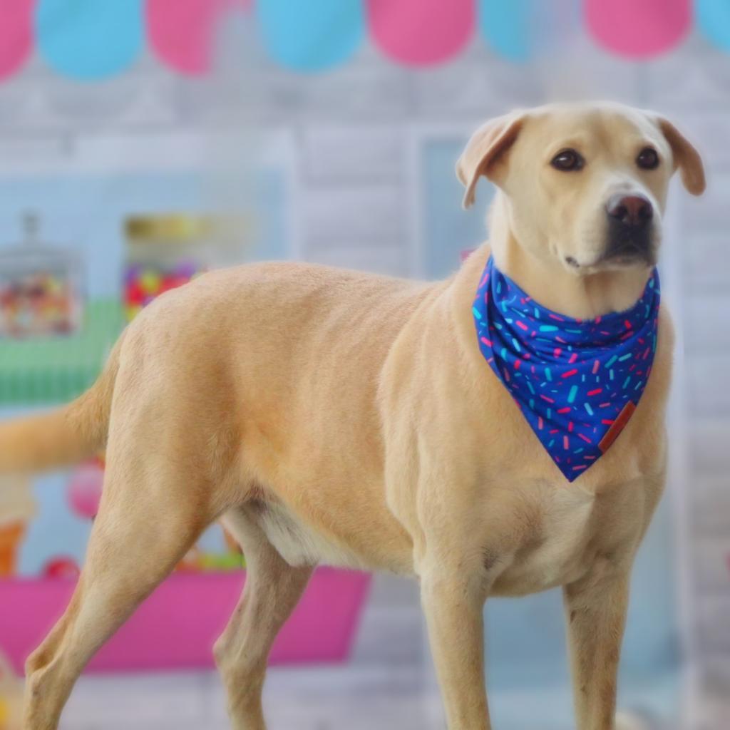 Dog for adoption - Barry Hubris JuM, a Yellow Labrador Retriever ...