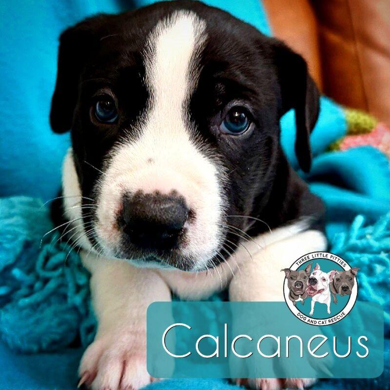 Dog for adoption - Calcaneus Bones, a Pit Bull Terrier & Labrador ...