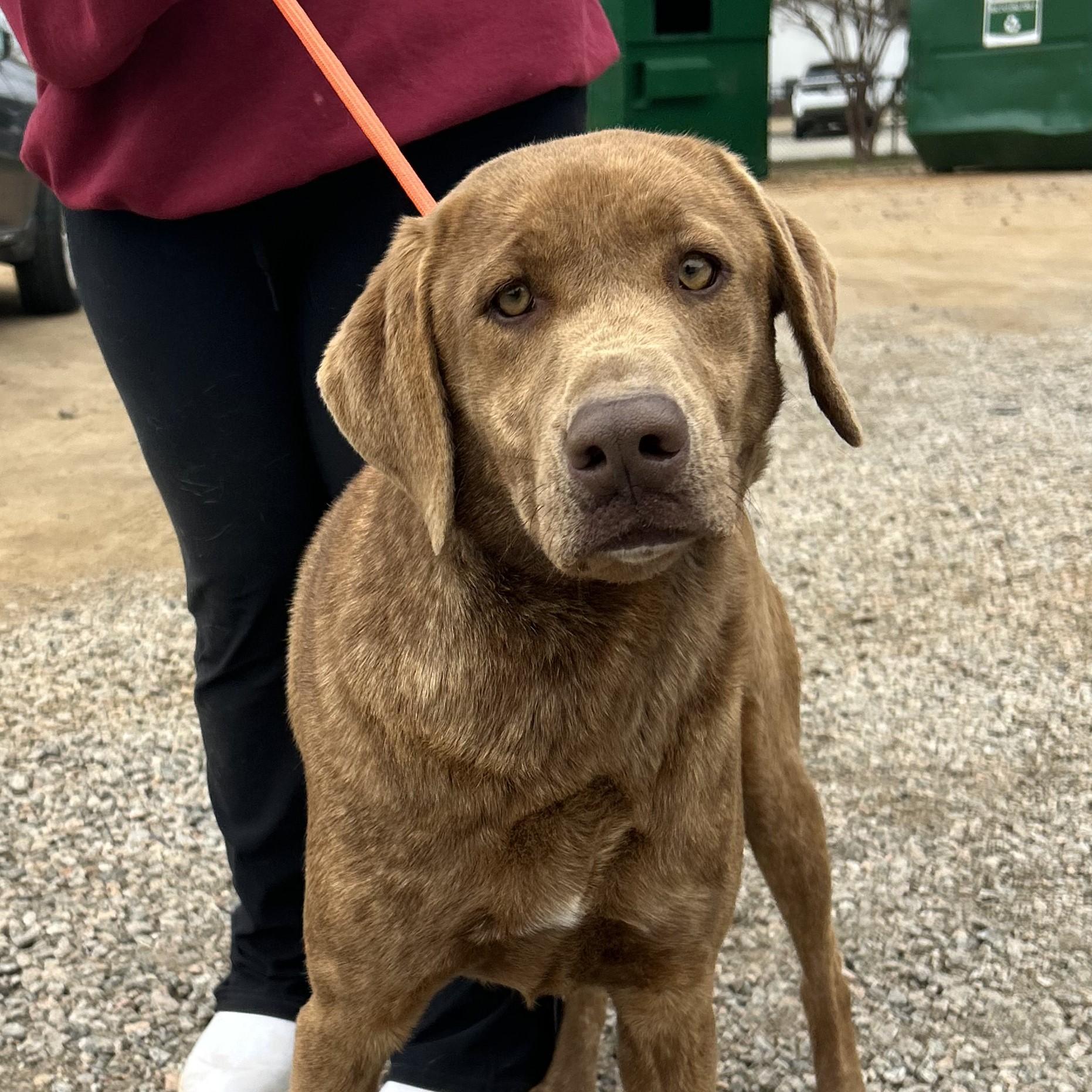 Dog for adoption - Sparrow, a Chesapeake Bay Retriever Mix in Boothbay ...