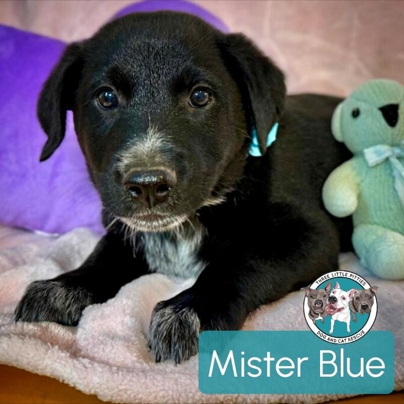 Dog for adoption - Mister Blue Color, a Black Labrador Retriever ...