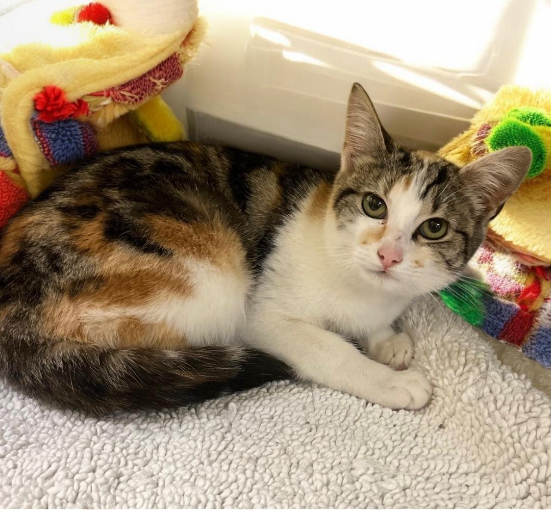 Cat for adoption - Penelope, a Calico & Tabby Mix in Hillsboro, TX ...