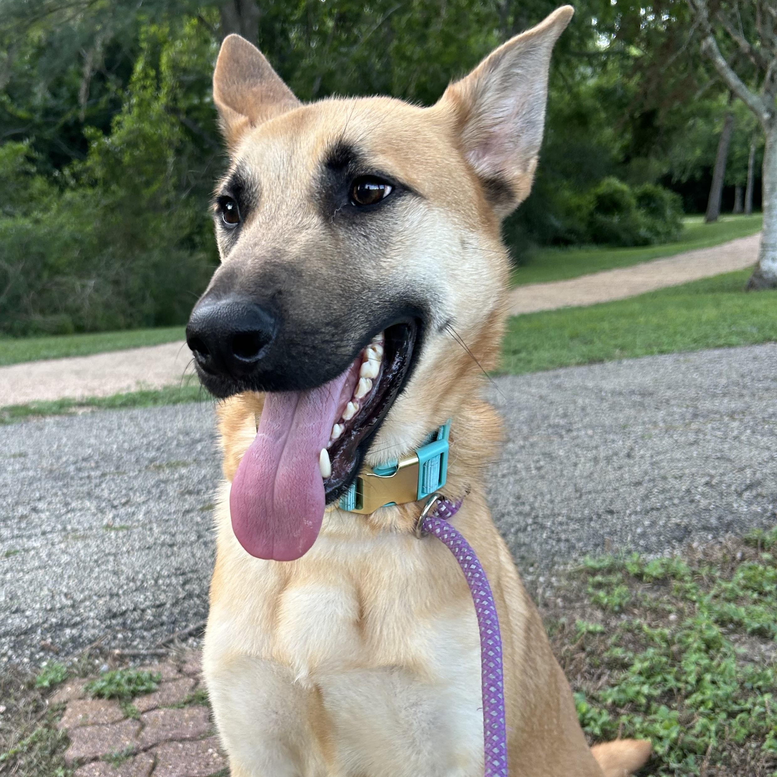 Dog for adoption - Cosmo, a Shepherd & Canaan Dog Mix in Vancouver, WA ...