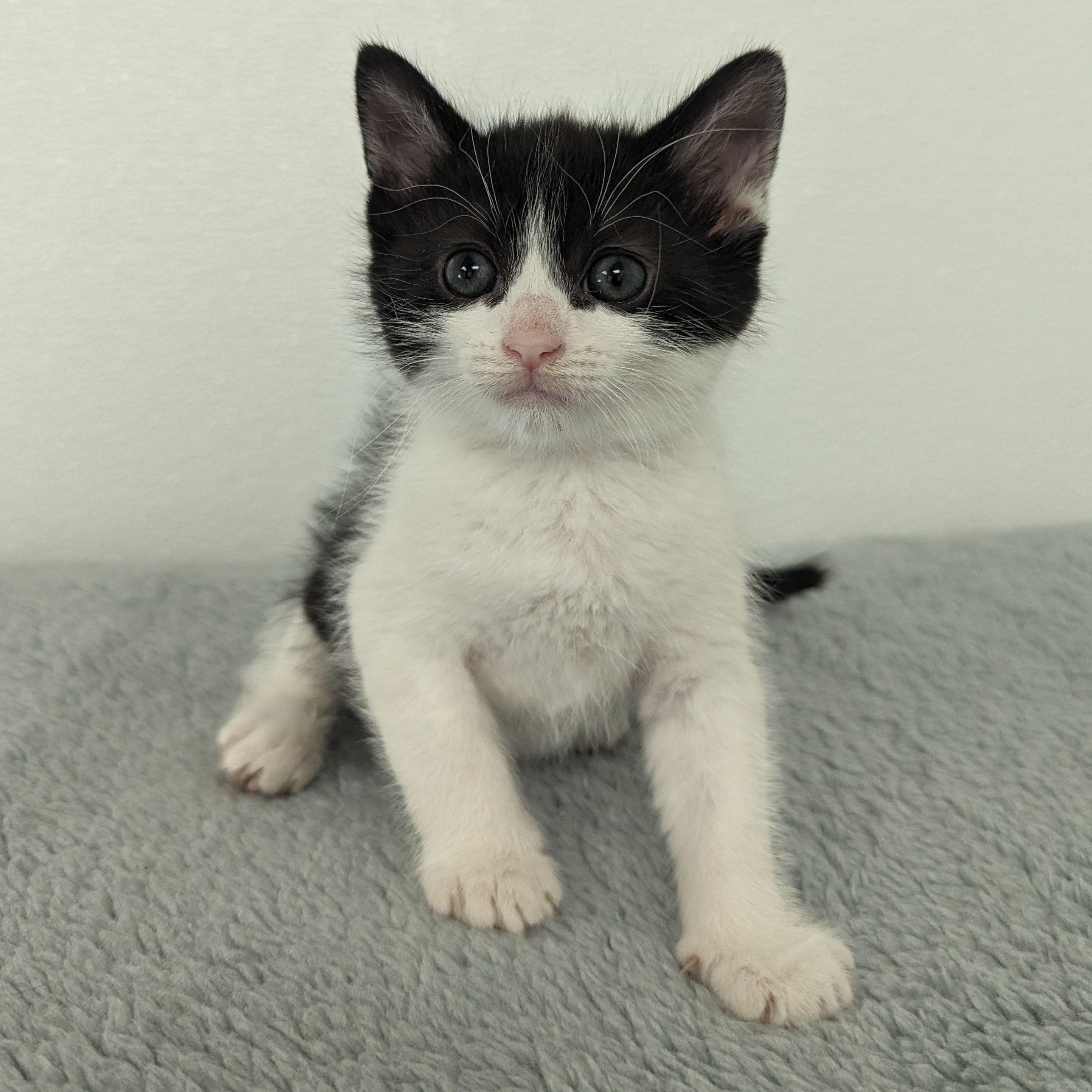 Home Page | Animal Rescue Project