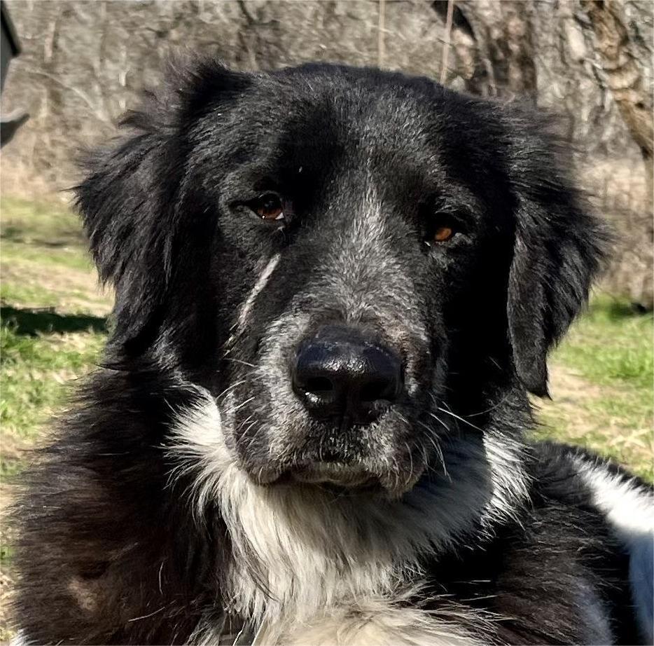 Dog for adoption - Frankie, a Great Pyrenees & Newfoundland Dog Mix in ...