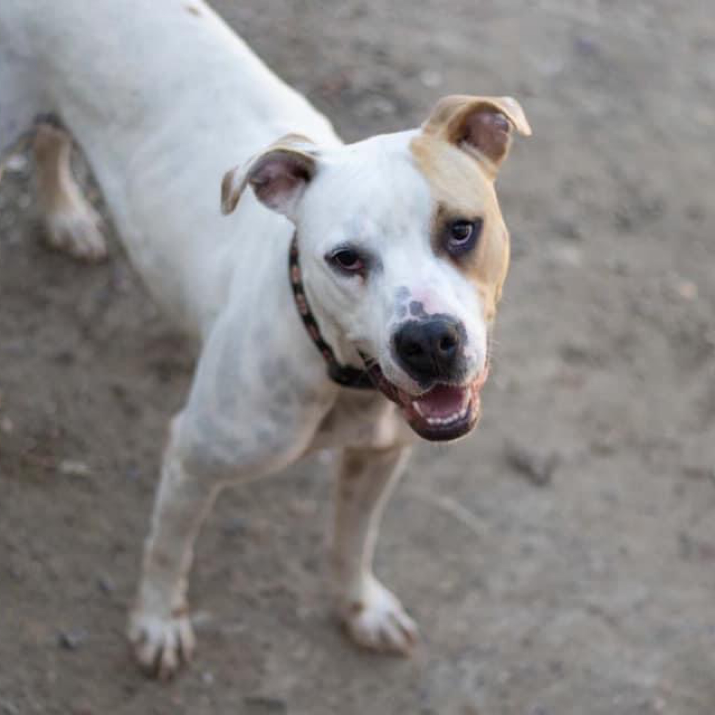 Dog for adoption - Harper, a Boxer & Terrier Mix in Detroit, MI | Petfinder