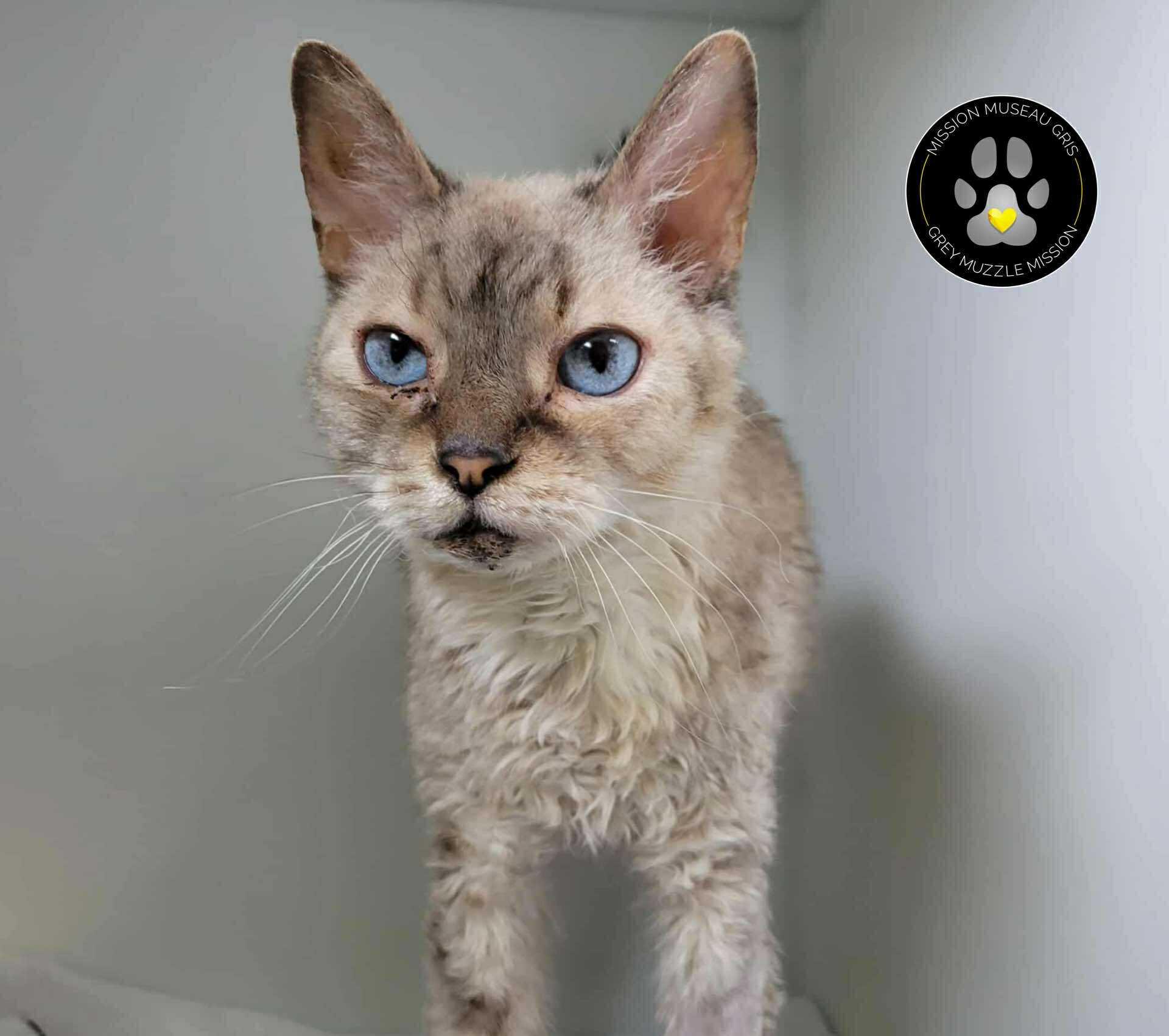 Cat for adoption - Petunia, a Cornish Rex & Siamese Mix in Delson, QC ...