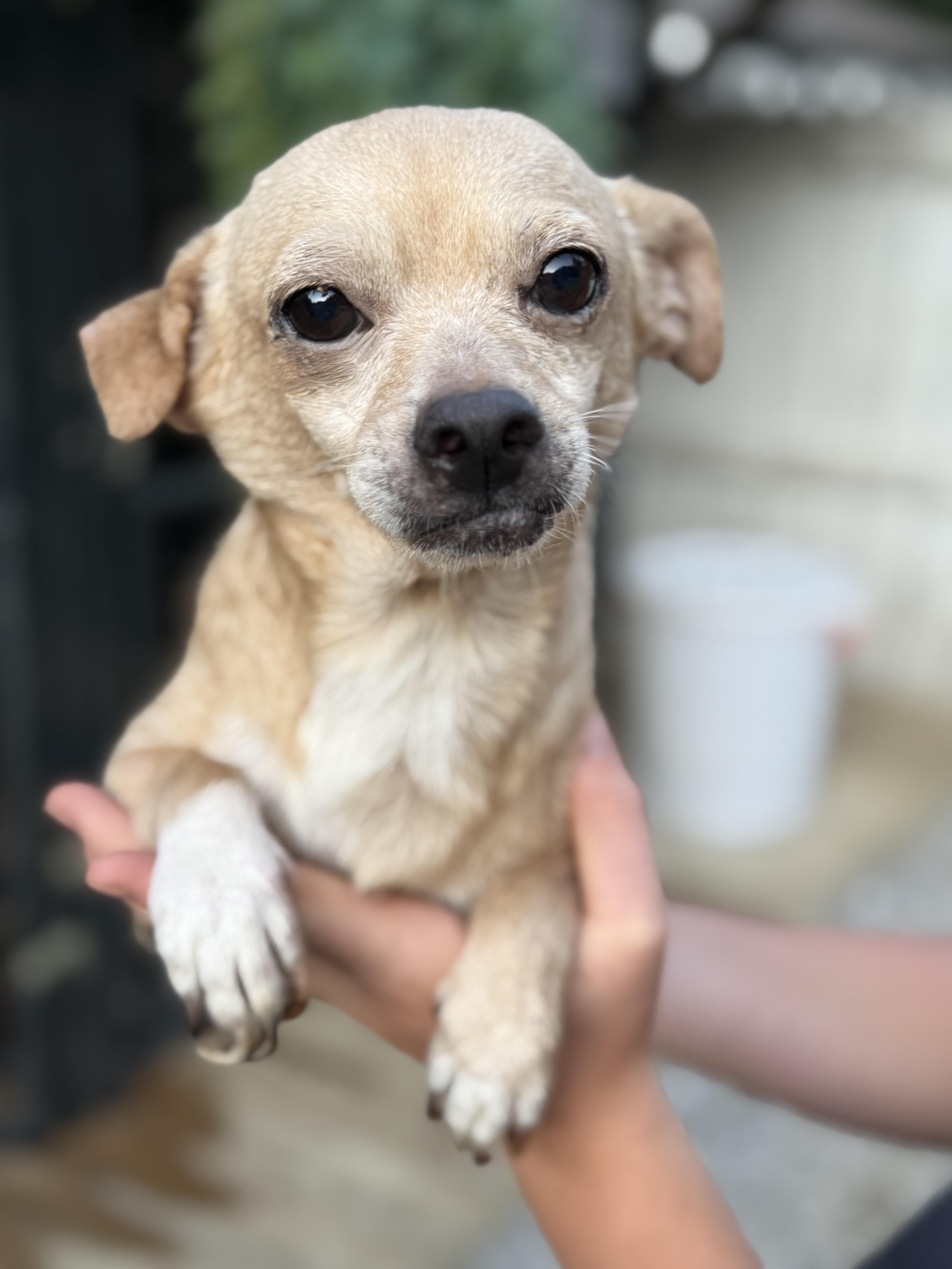 Dog for adoption - Bama Peterman, a Mixed Breed in SYLVANIA, GA | Petfinder