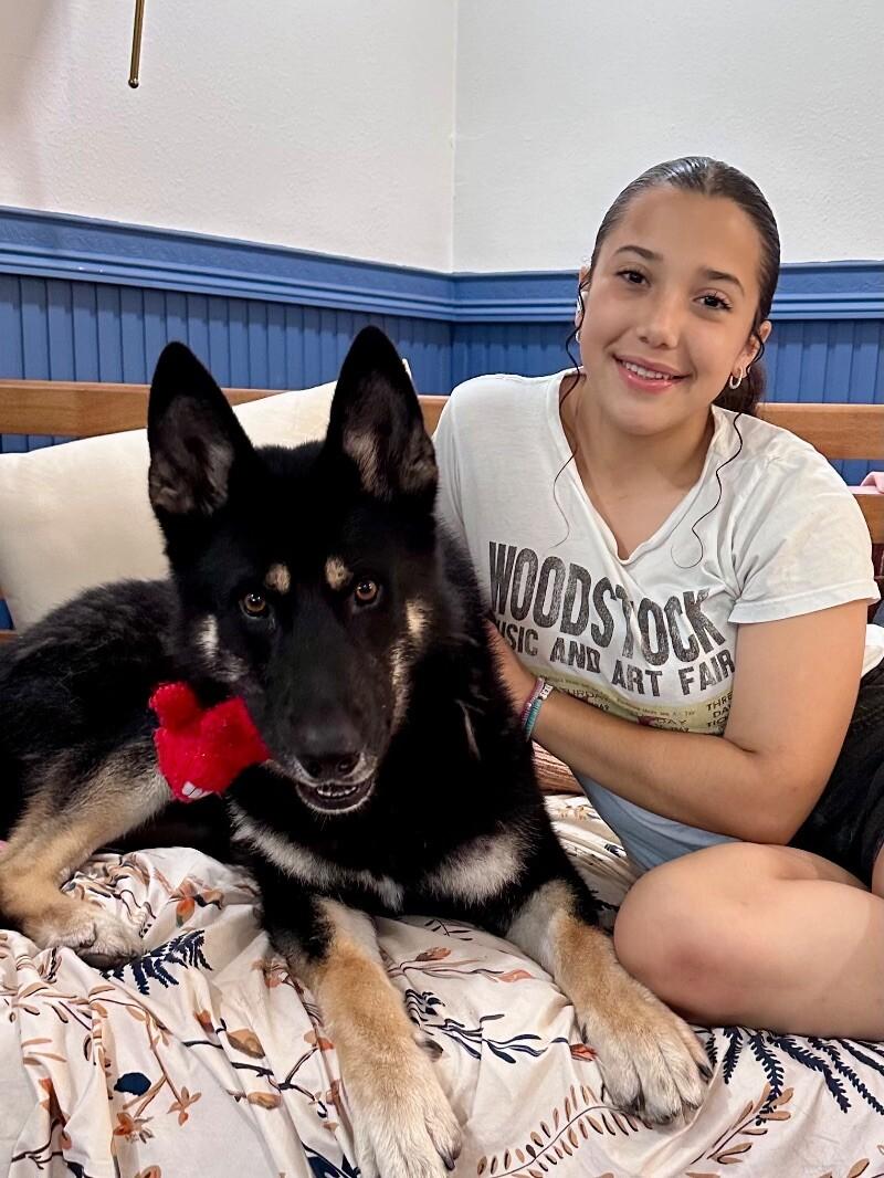 Dog for adoption - Rocky Balboa the Greatest Family Dog of All Time, a ...