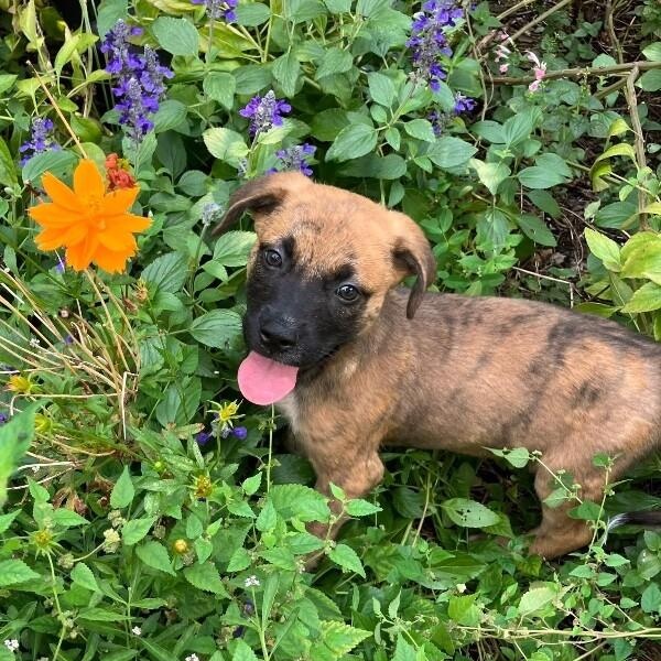 Dog for adoption - Short Rib Cochran, a German Shepherd Dog & Labrador ...