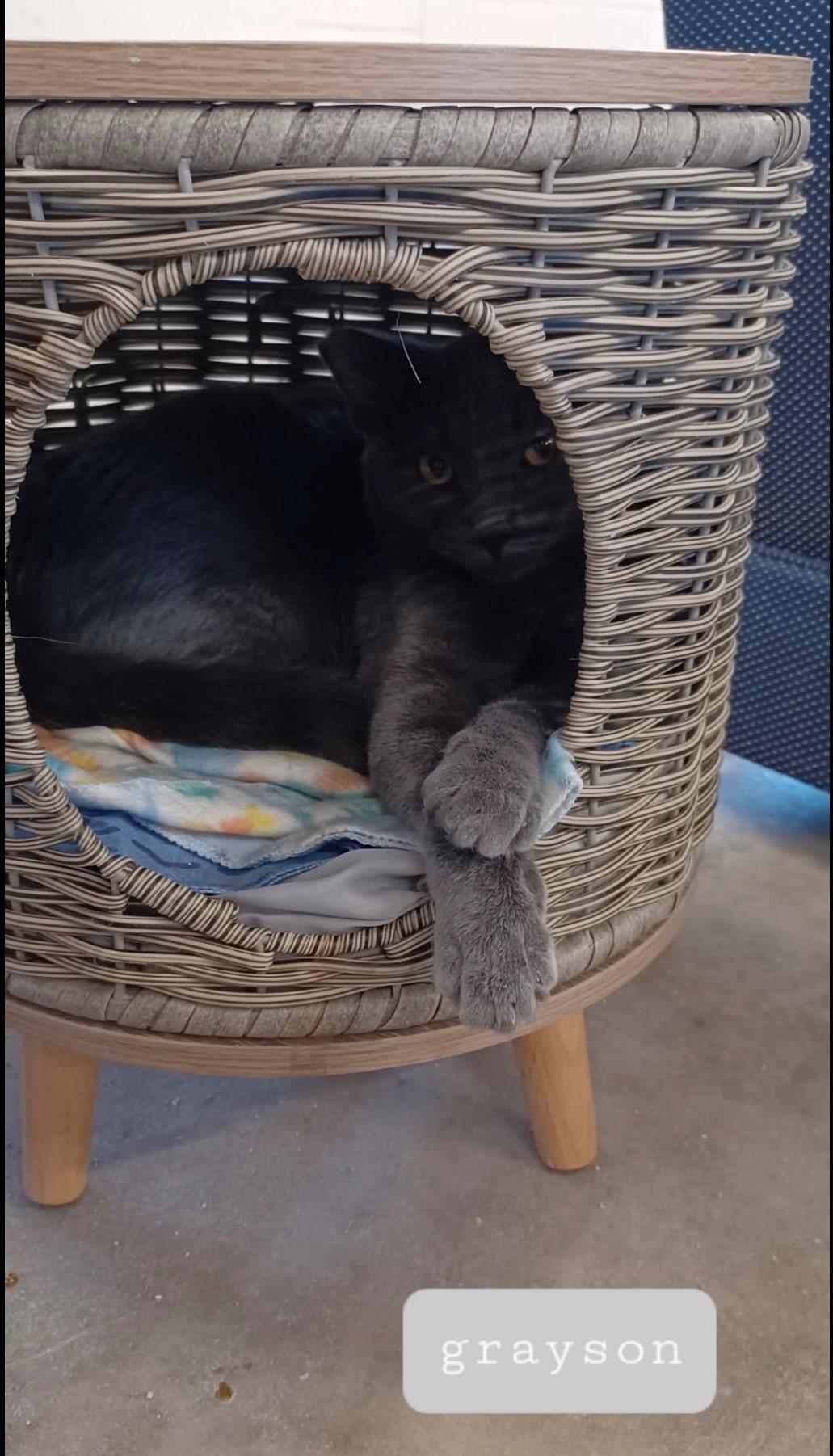 Cat for adoption - Grayson, a Domestic Short Hair in Walworth, WI ...