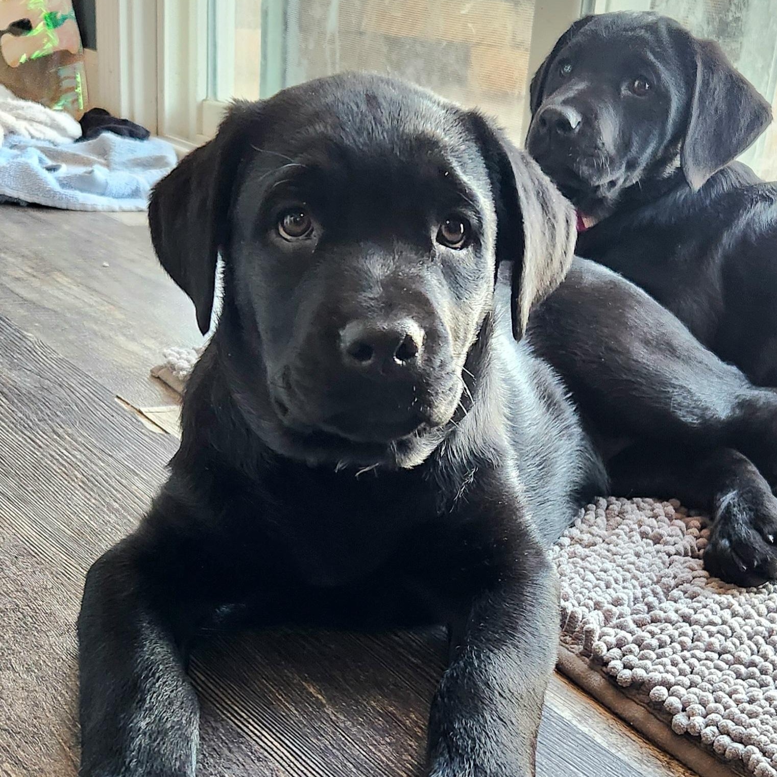 Dog for adoption - Macy, a Rottweiler & Labrador Retriever Mix in ...