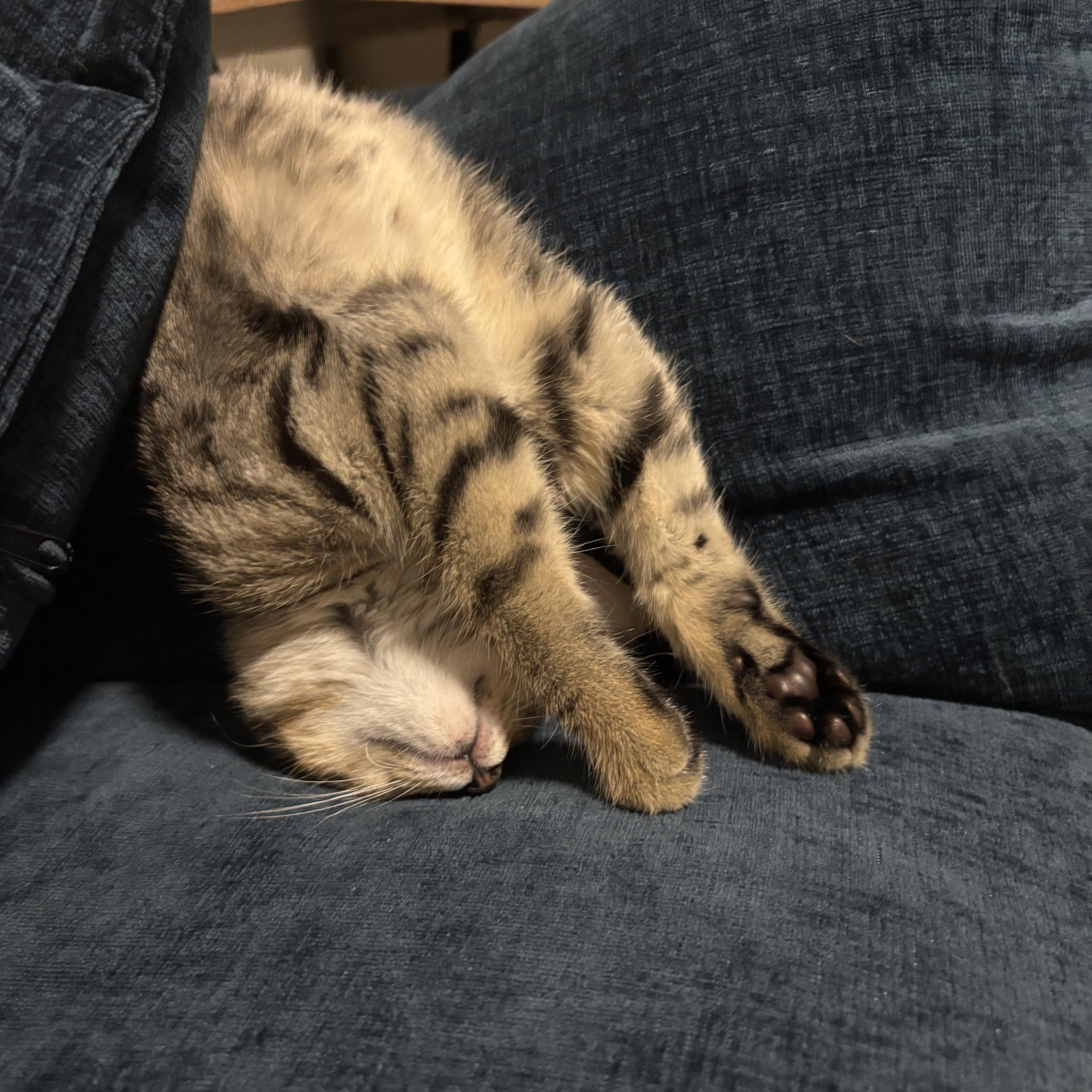 Sidney - Adoptable Pet | Petfinder | Petfinder
