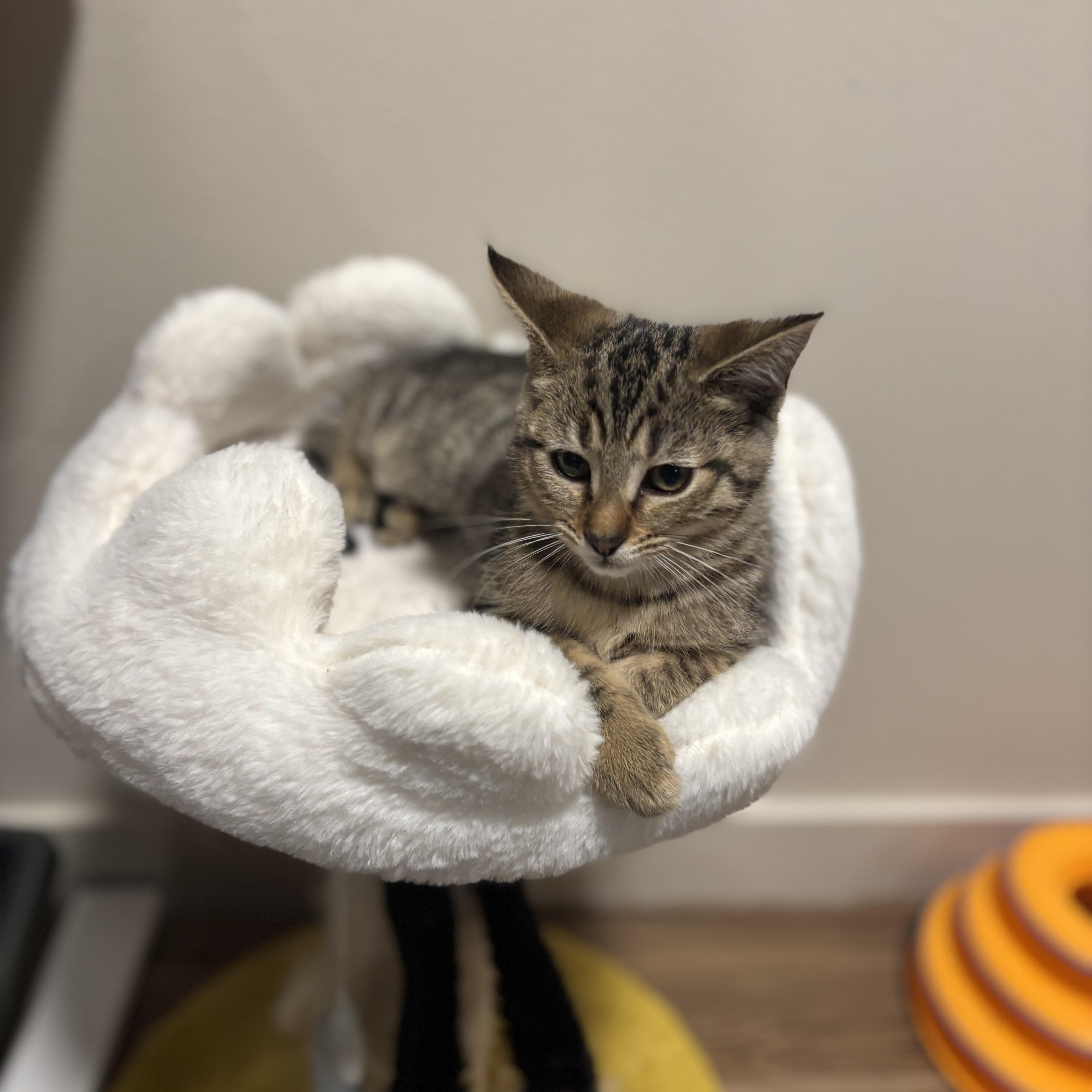 Sidney - Adoptable Pet | Petfinder | Petfinder