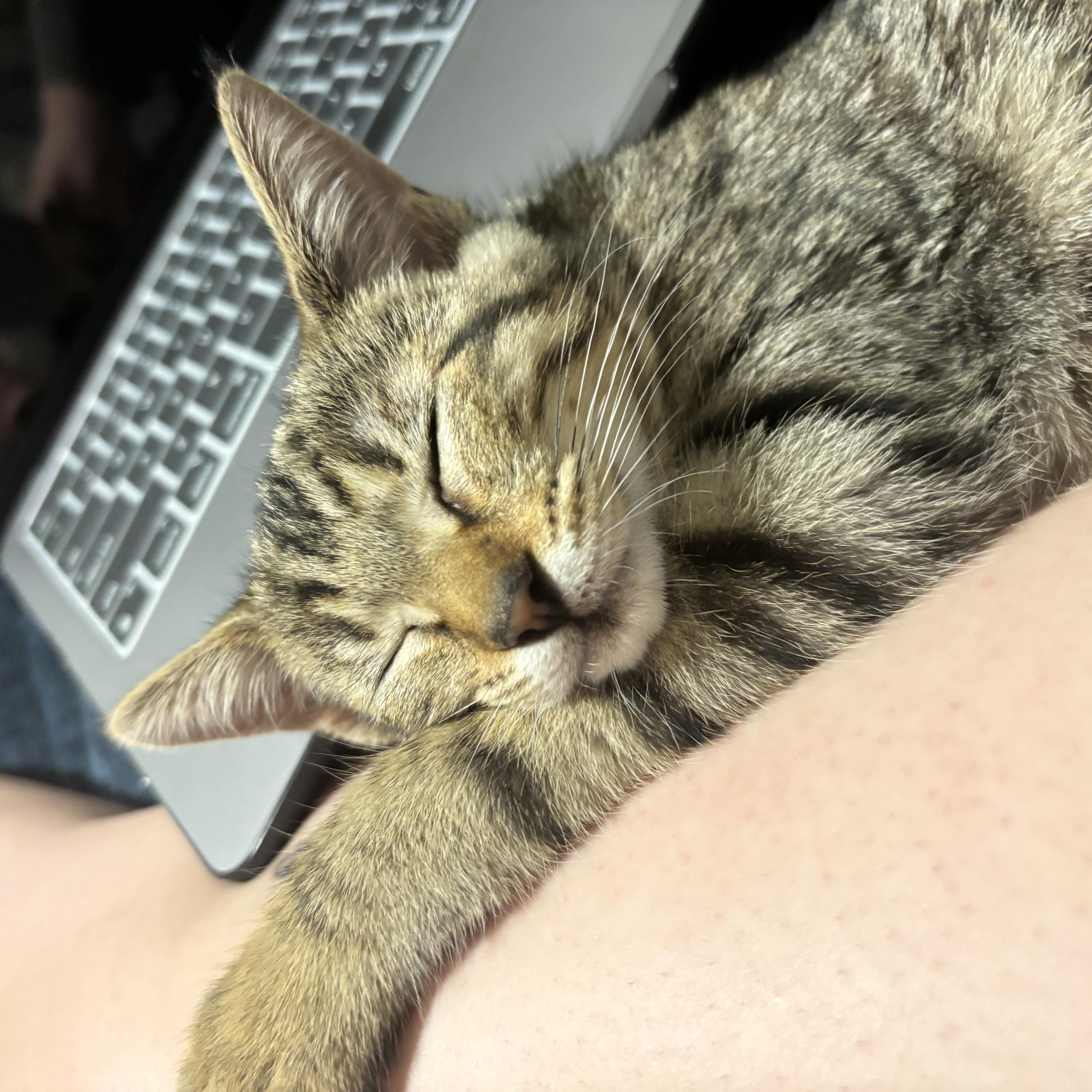 Sidney - Adoptable Pet | Petfinder | Petfinder