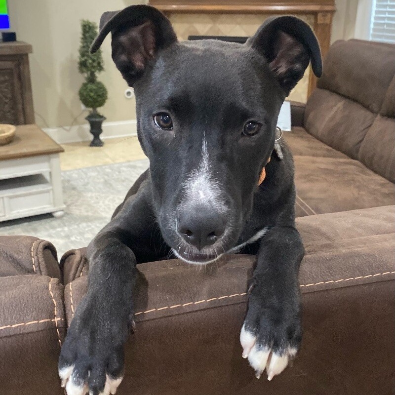 Dog for adoption - Huey Loves Hugs, a Black Labrador Retriever Mix in ...