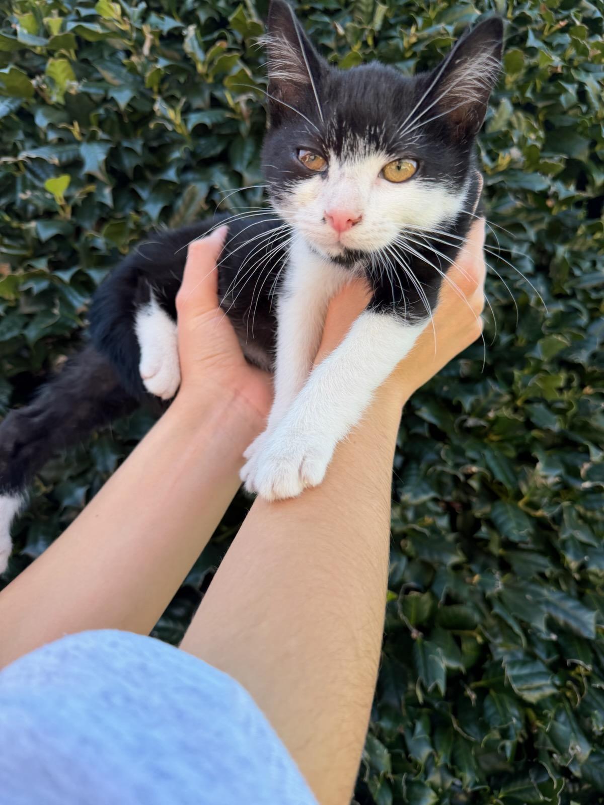 Cat for adoption - Cranberry sauce, a Domestic Short Hair in Fairfax ...
