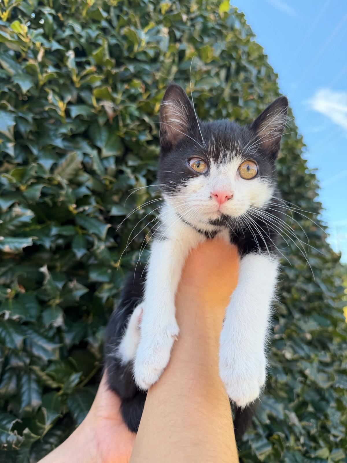 Cat for adoption - Cranberry sauce, a Domestic Short Hair in Fairfax ...