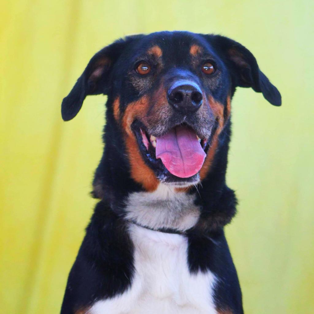 Dog for adoption - Fury JuM aka Rocky, a Doberman Pinscher & Black ...