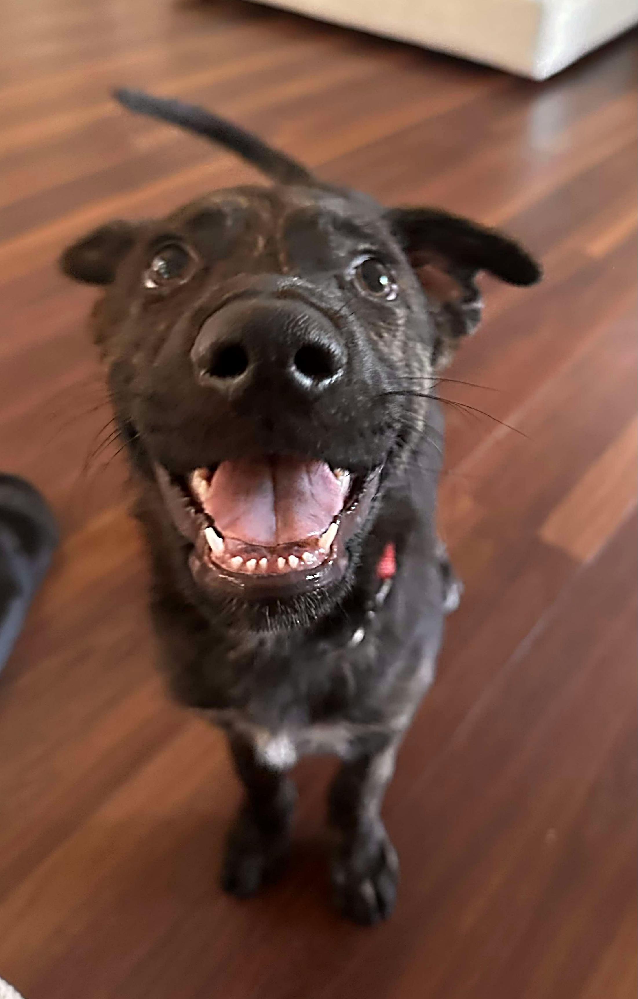 Dog for adoption - Gumball, a German Shepherd Dog & Belgian Shepherd ...