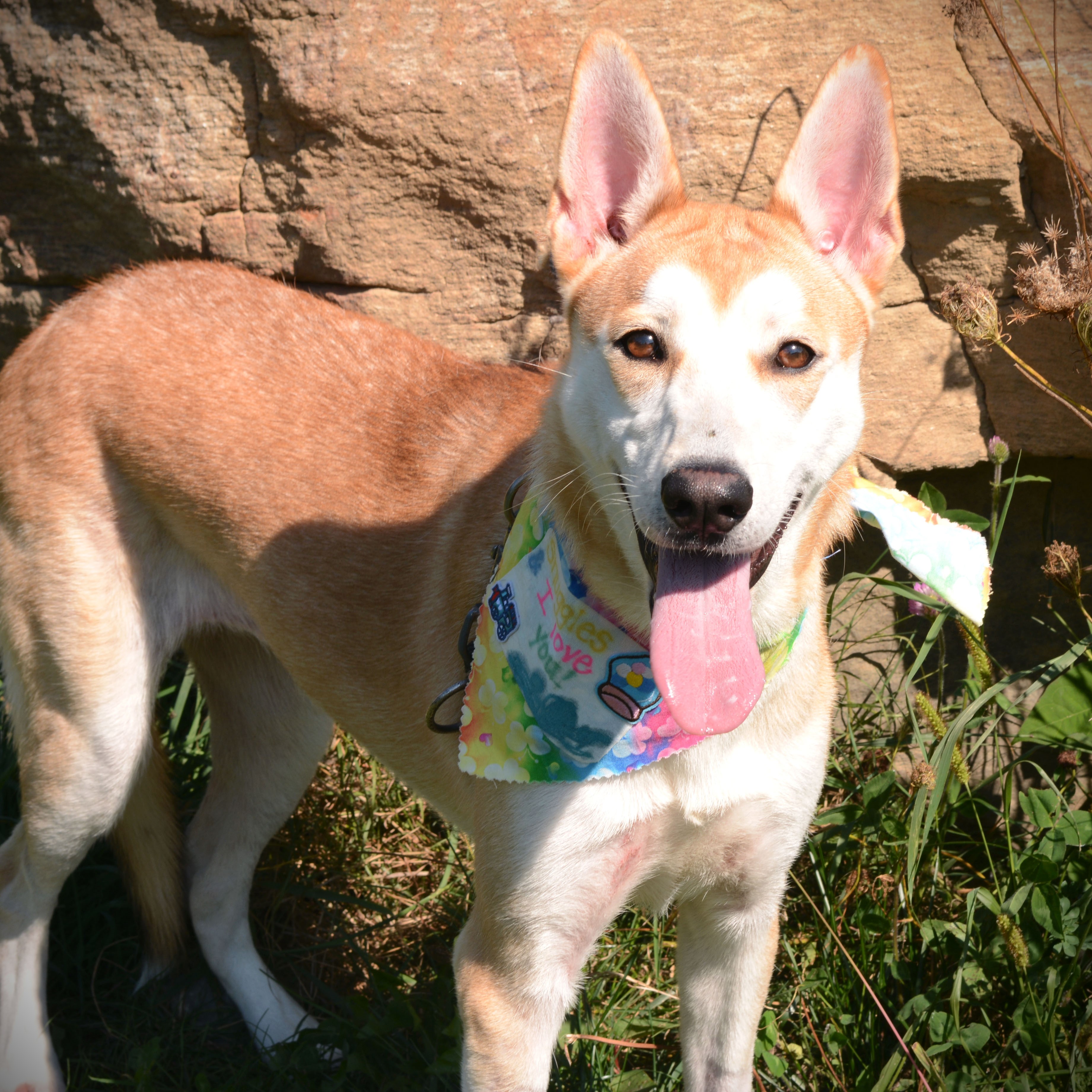 Dog for adoption - Foxy, a Husky Mix in Amsterdam, NY | Petfinder