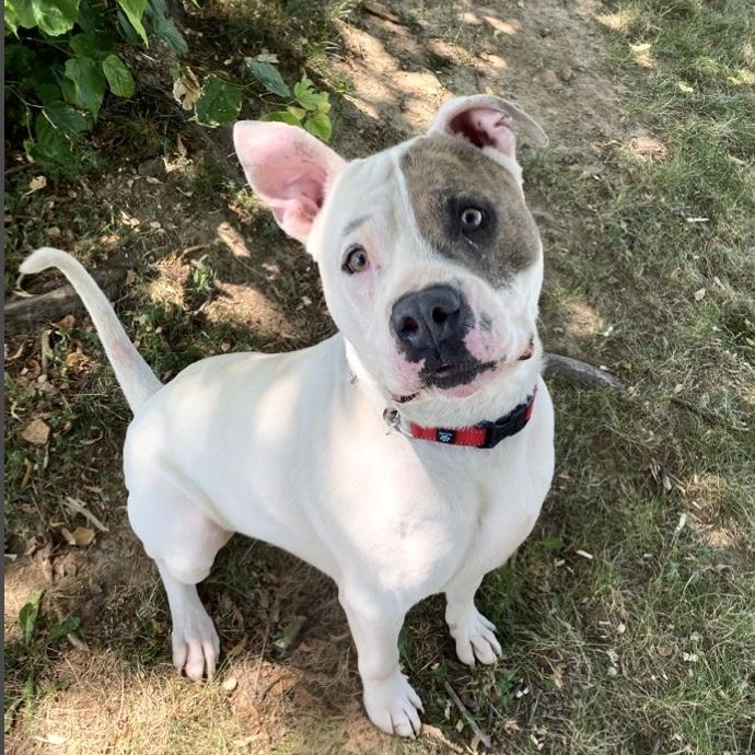 Dog for adoption - Caesar, a Mixed Breed in Elyria, OH | Petfinder