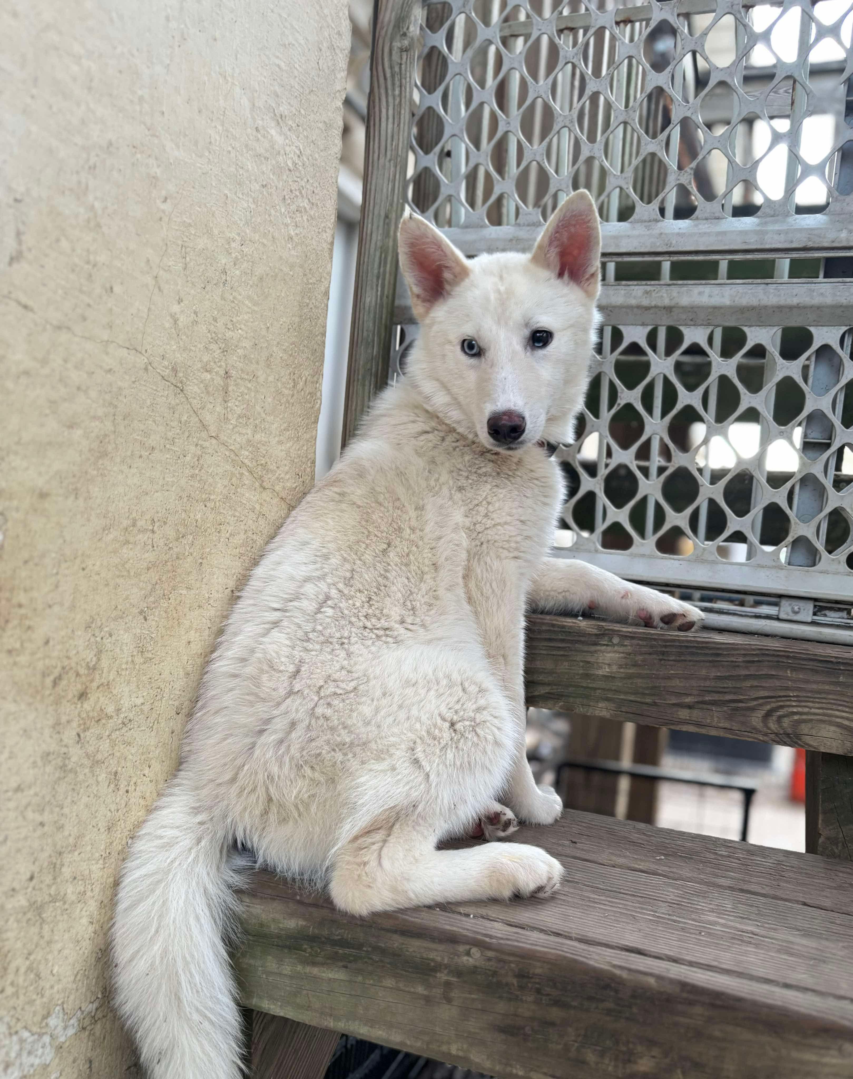 Dog for adoption - Moshi, a Siberian Husky Mix in Matawan, NJ | Petfinder