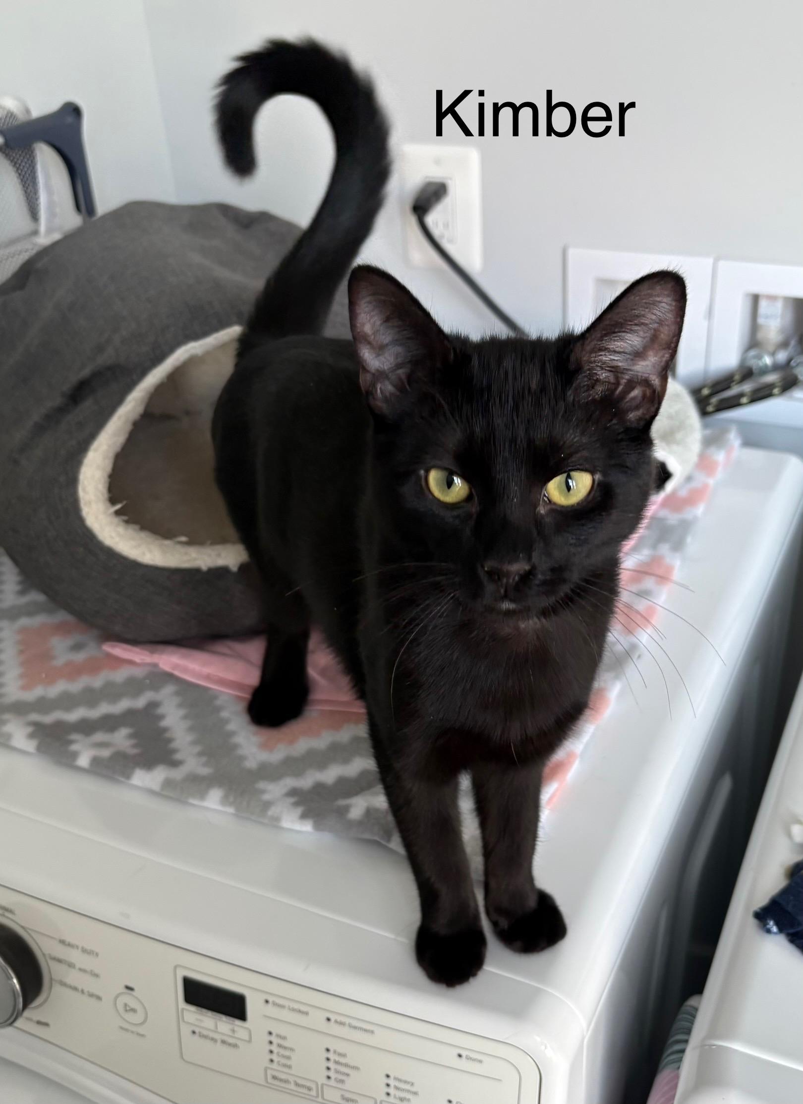 Cat for adoption - Saylor and Kimber (F), a Domestic Short Hair in ...