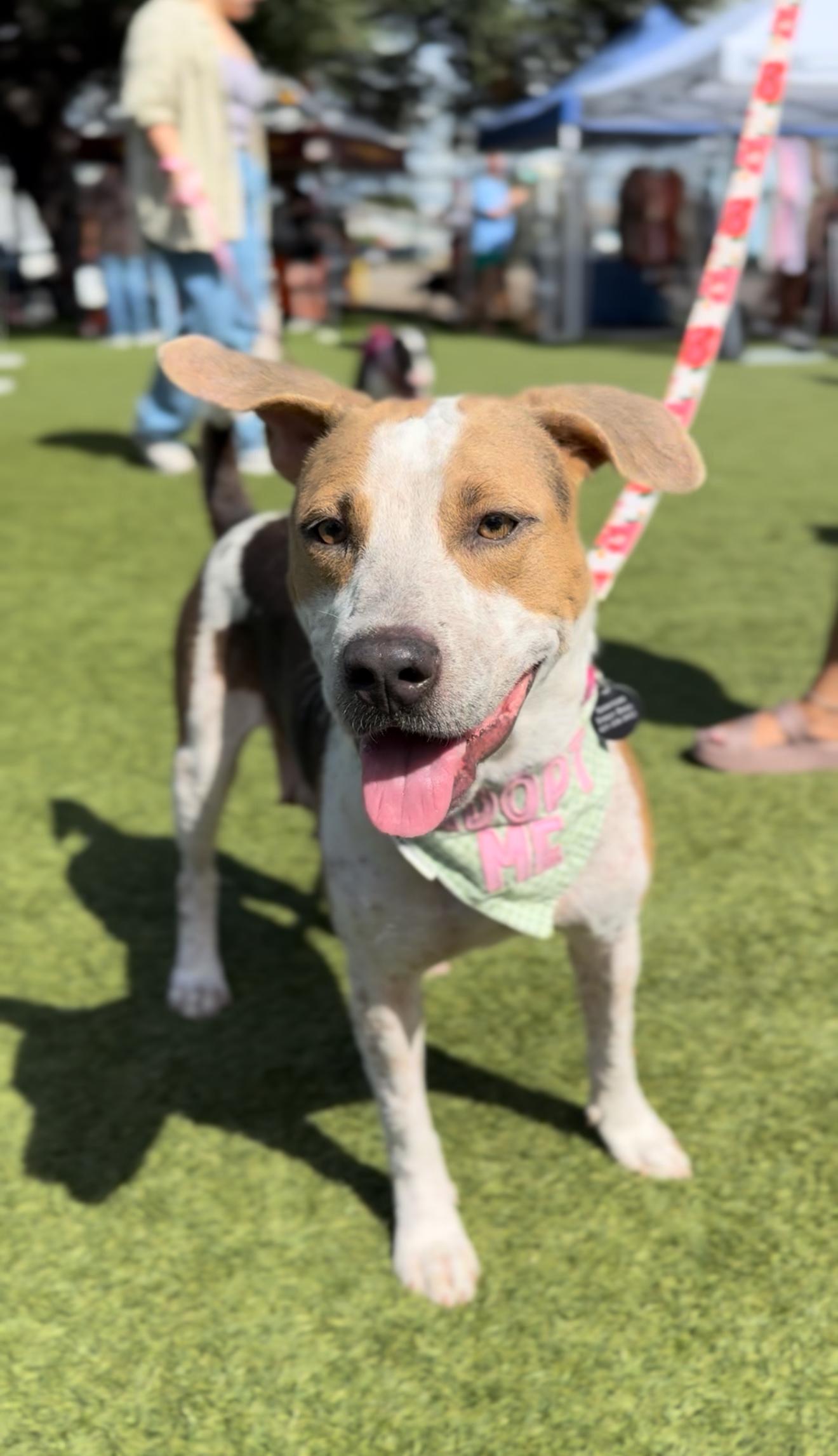 Dog for adoption - Miss Shirley, a Beagle & Hound Mix in San Antonio ...