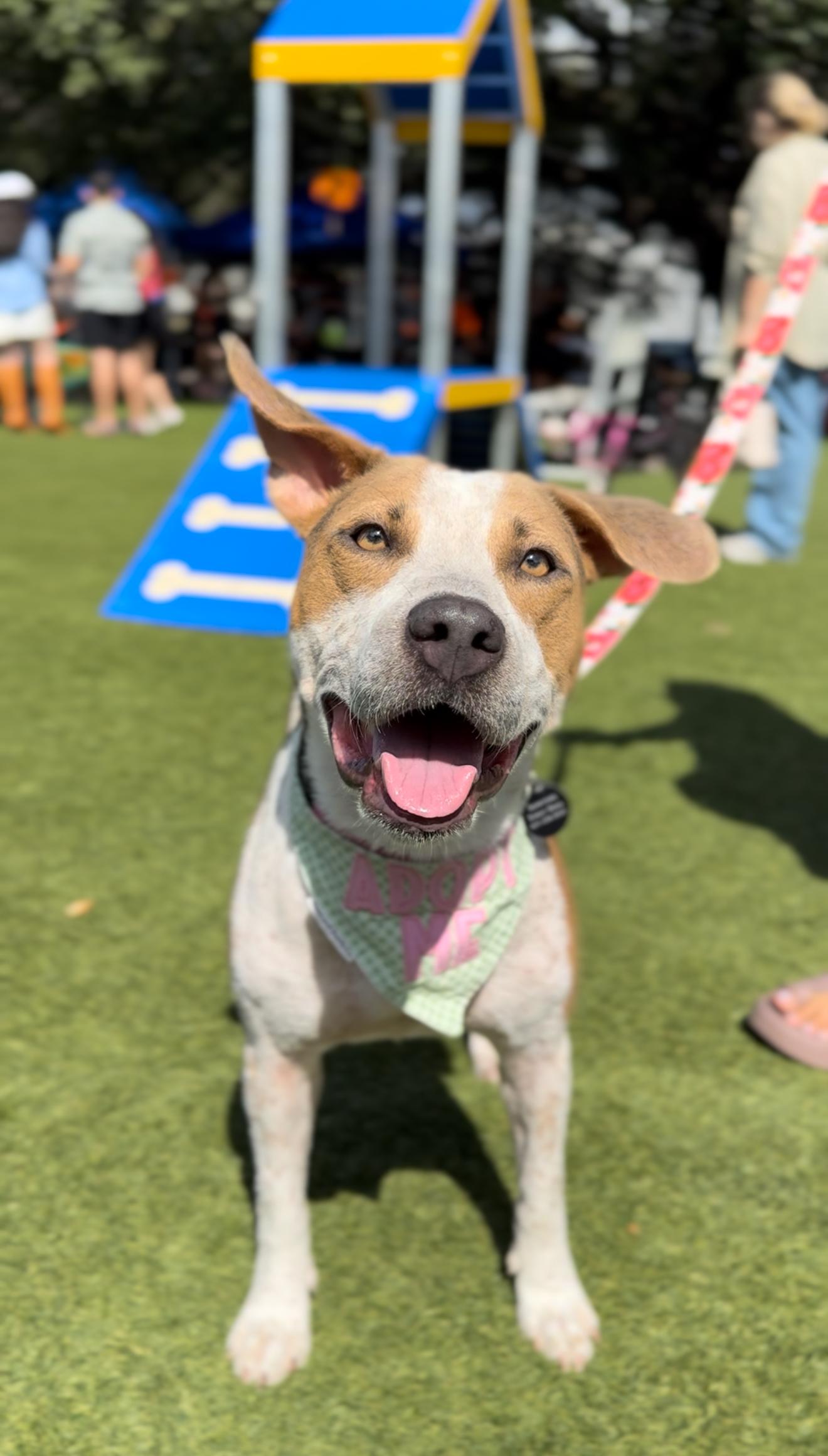 Dog for adoption - Miss Shirley, a Beagle & Hound Mix in San Antonio ...