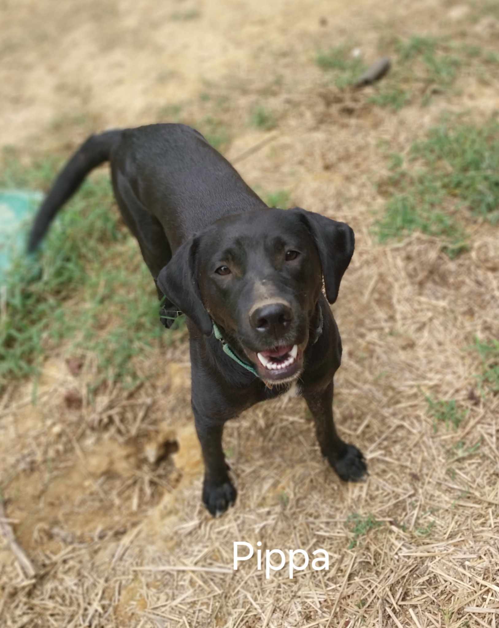 Dog for adoption - Pipa, a Black Labrador Retriever Mix in Cedarville ...