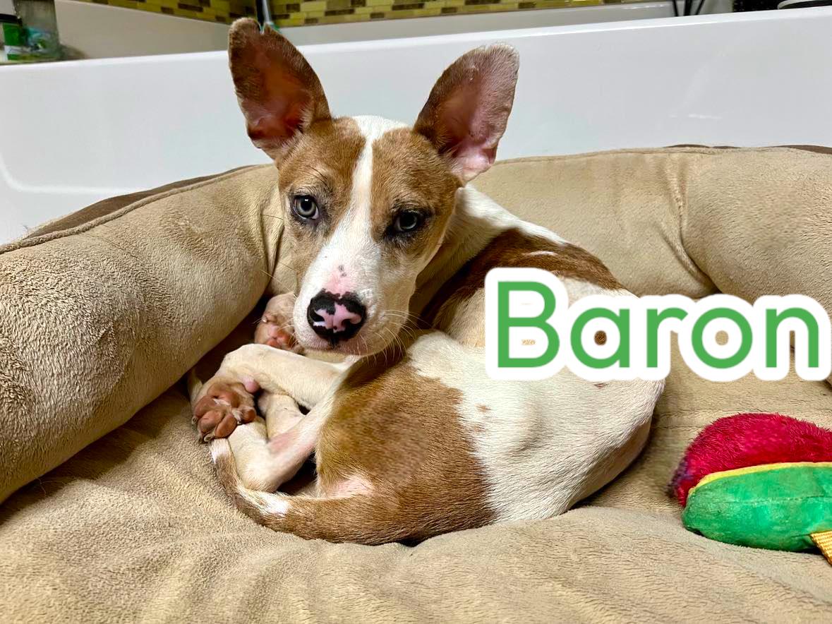 Dog for adoption - Baron, a Mixed Breed in Memphis, TN | Petfinder