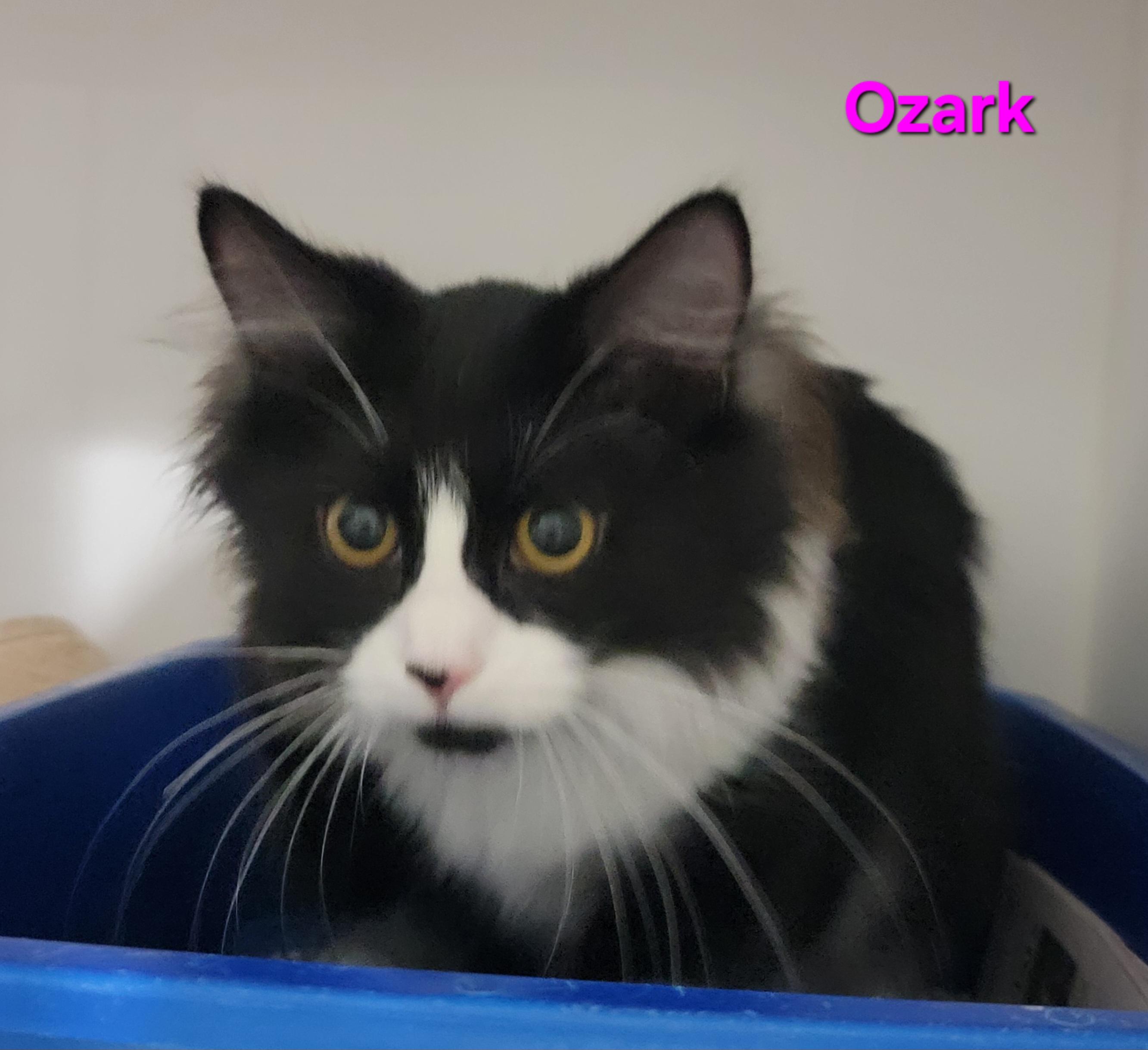 Cat for adoption - Ozark, a Domestic Long Hair in Blue Springs, MO ...