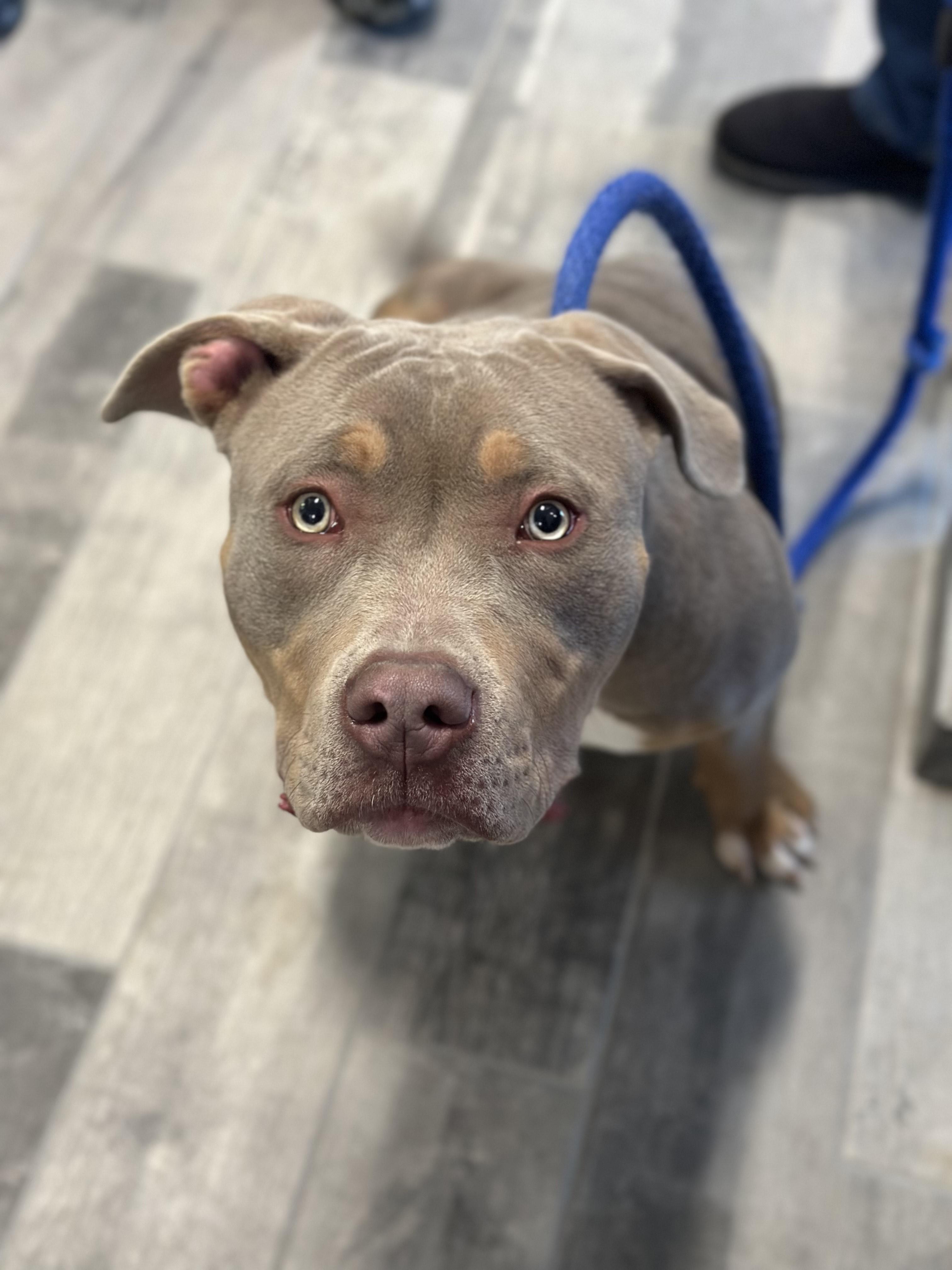 Dog for adoption - Queen (ALL DOGS NOT AVAILABLE UNTIL AT LEAST 2/15 ...