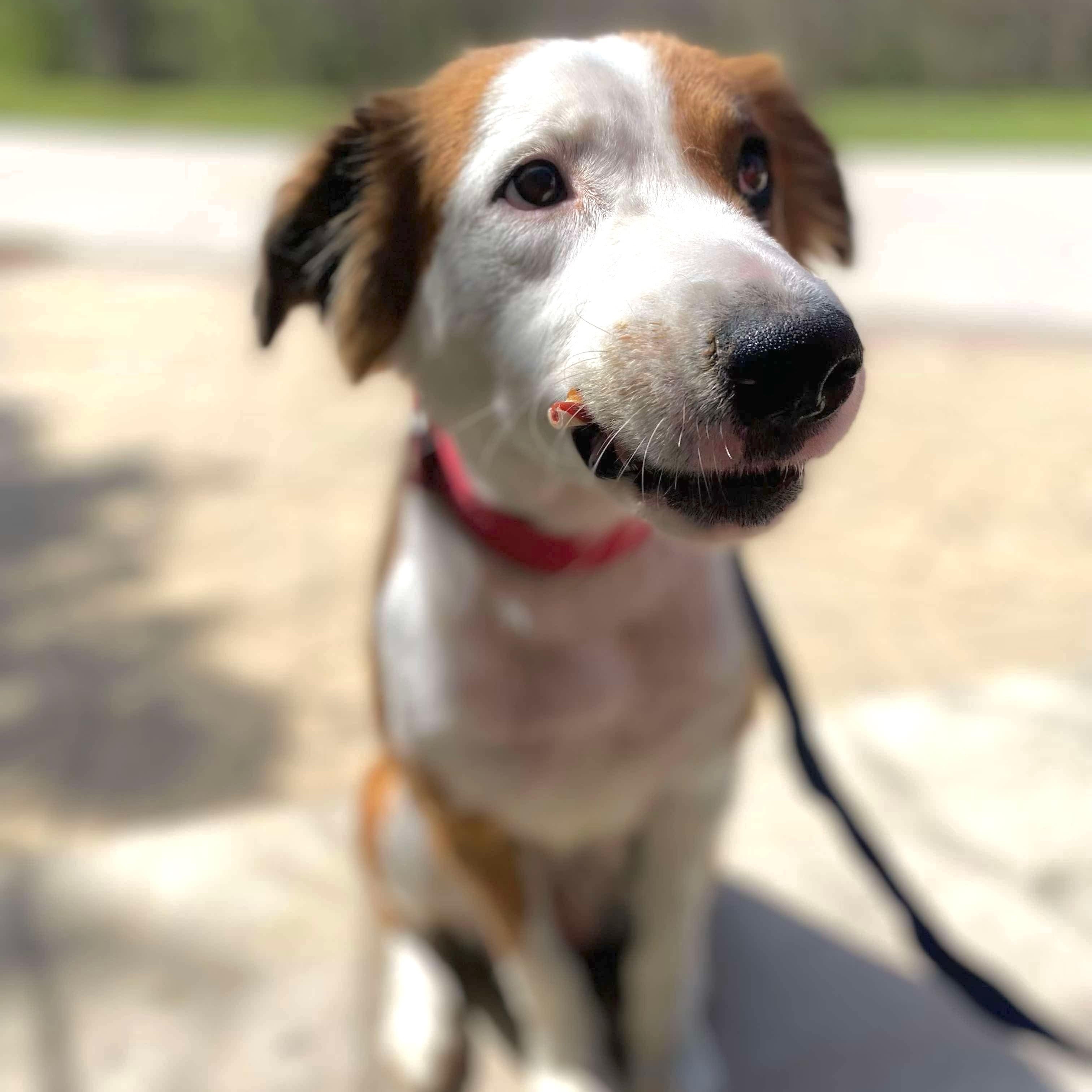 Dog for adoption - Ellie, a Smooth Collie in Allentown, PA | Petfinder