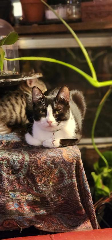 Cat for adoption - Rebel, a Tuxedo & Domestic Short Hair Mix in PUTNAM ...