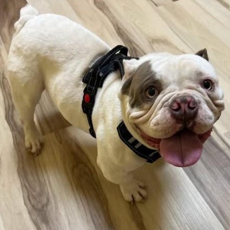 Dog for adoption - Archie, a Bulldog & French Bulldog Mix in Fulshear ...