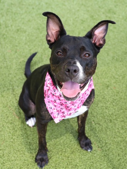 Dog for adoption - Zelda, a Mixed Breed in Athens, GA | Petfinder