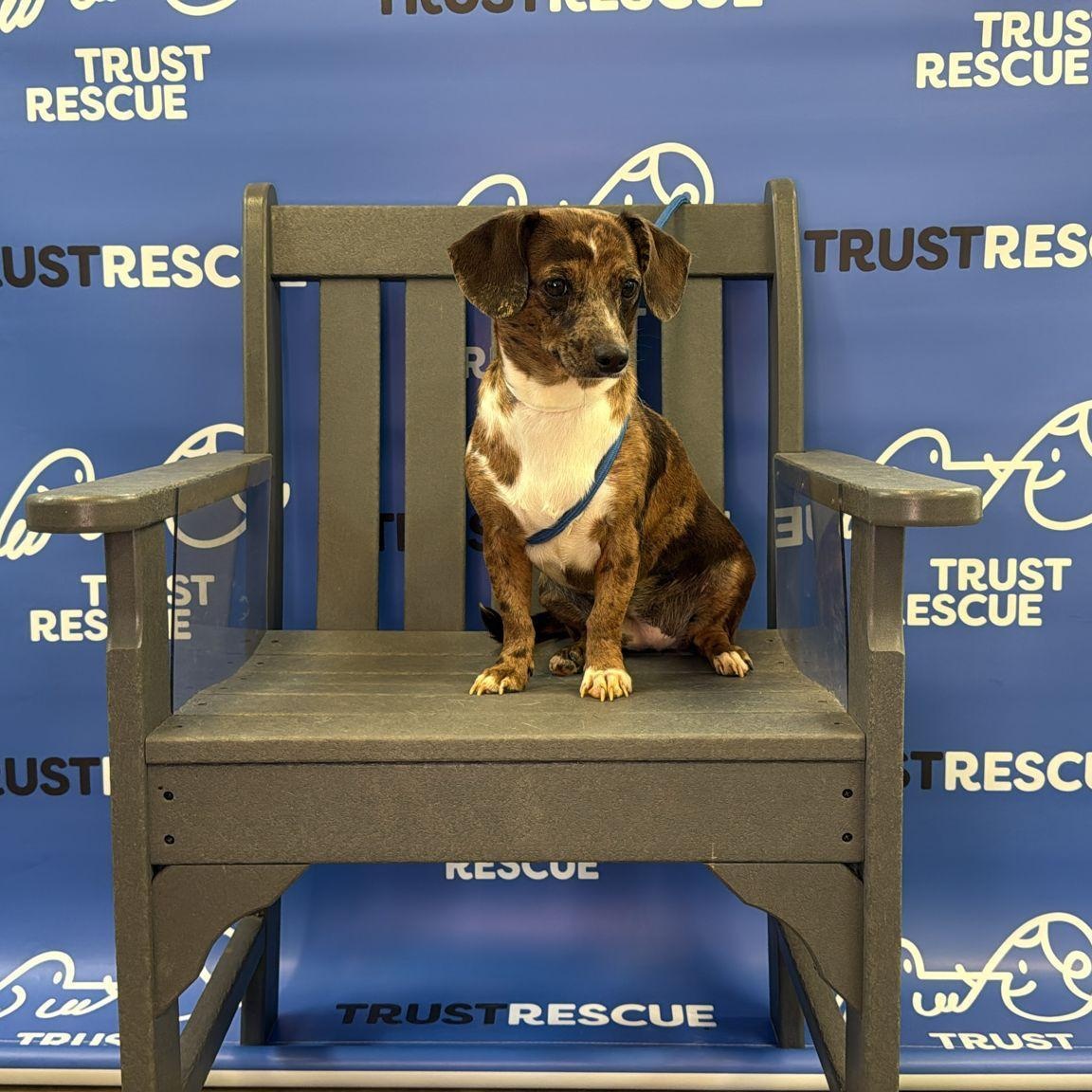 Dog for adoption - PANSY, a Dachshund Mix in Atco, NJ | Petfinder