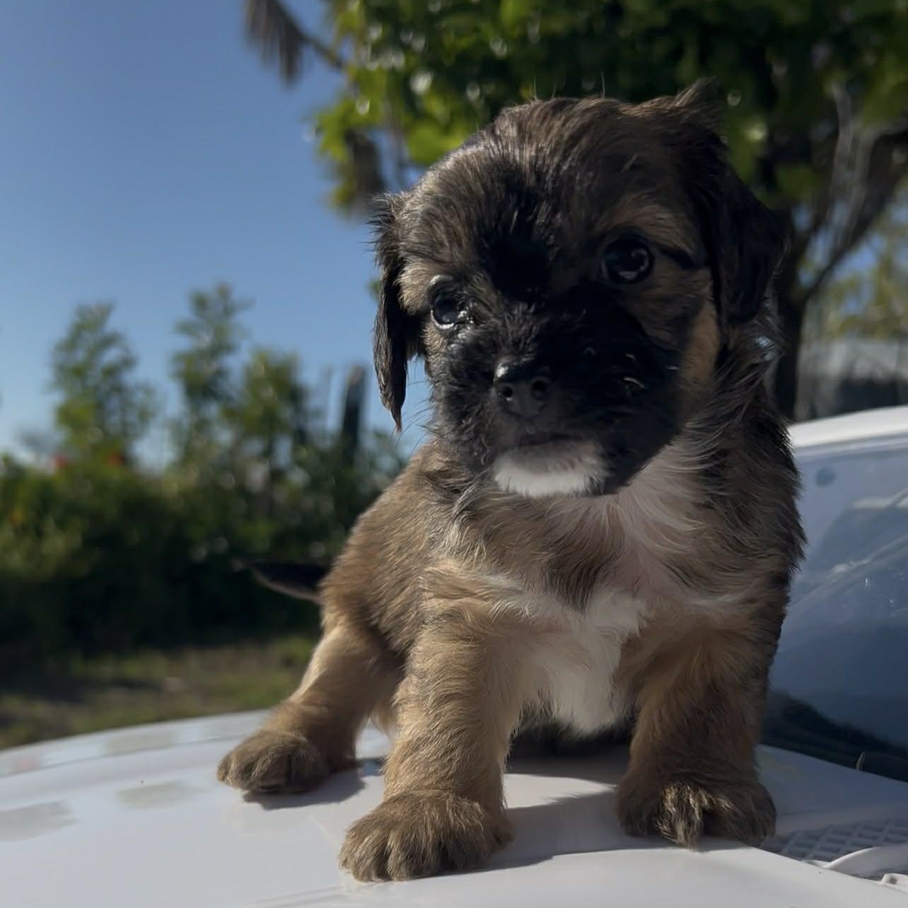 Mocha aka "Runty" - Adoptable Pet | Petfinder | Petfinder