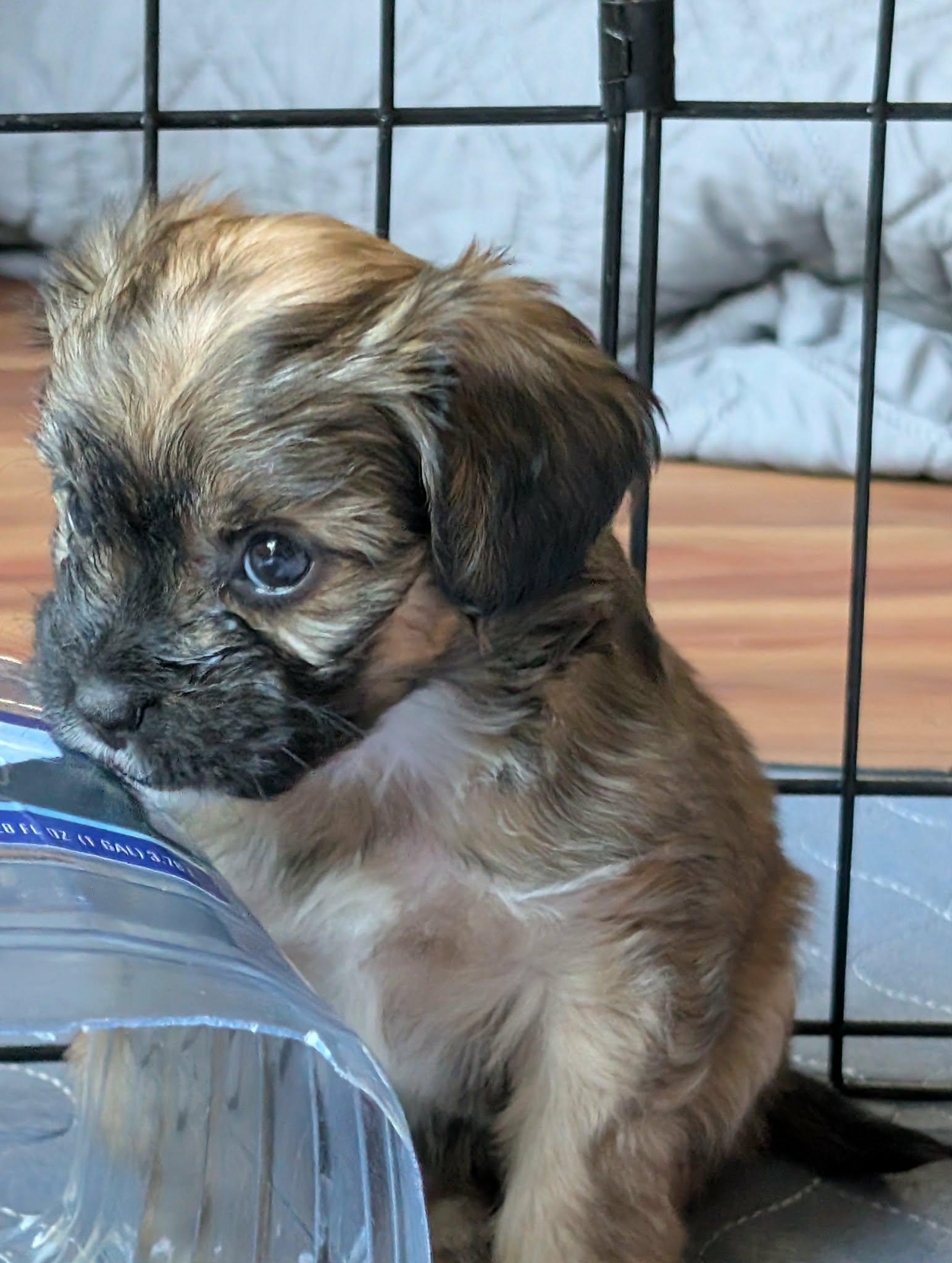 Mocha aka "Runty" - Adoptable Pet | Petfinder | Petfinder
