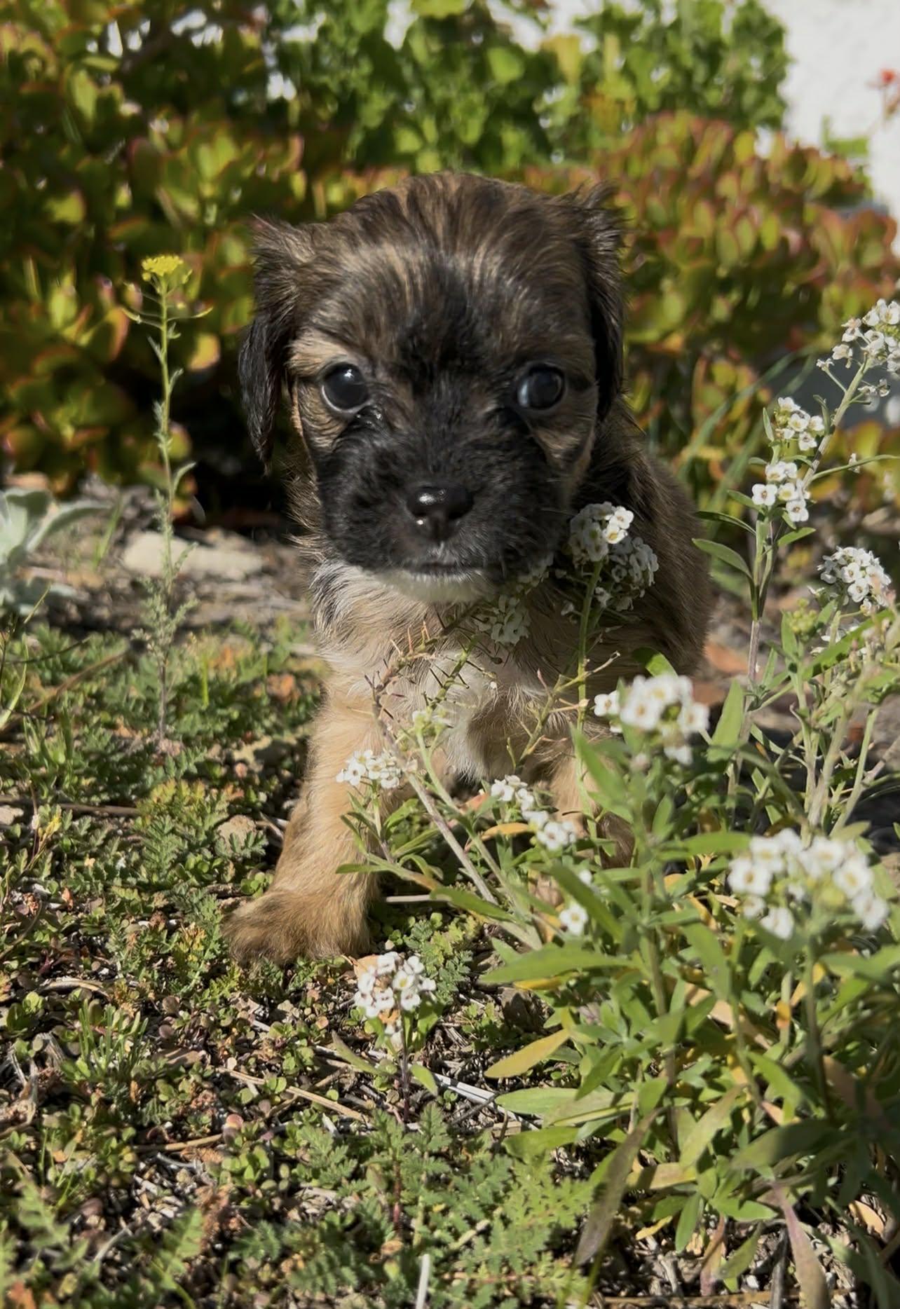 Mocha aka "Runty" - Adoptable Pet | Petfinder | Petfinder