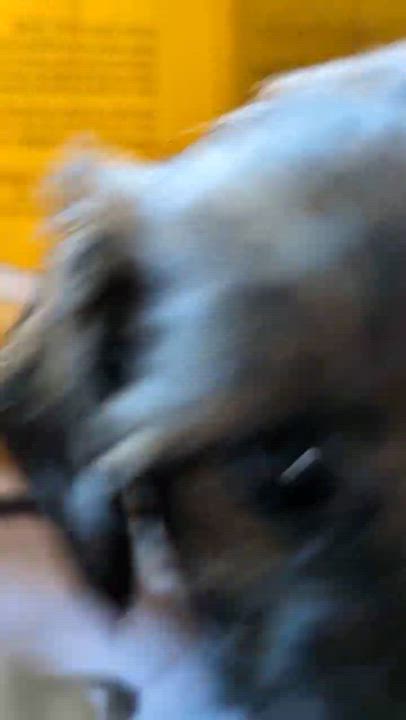 Mocha aka "Runty" - Adoptable Pet | Petfinder | Petfinder