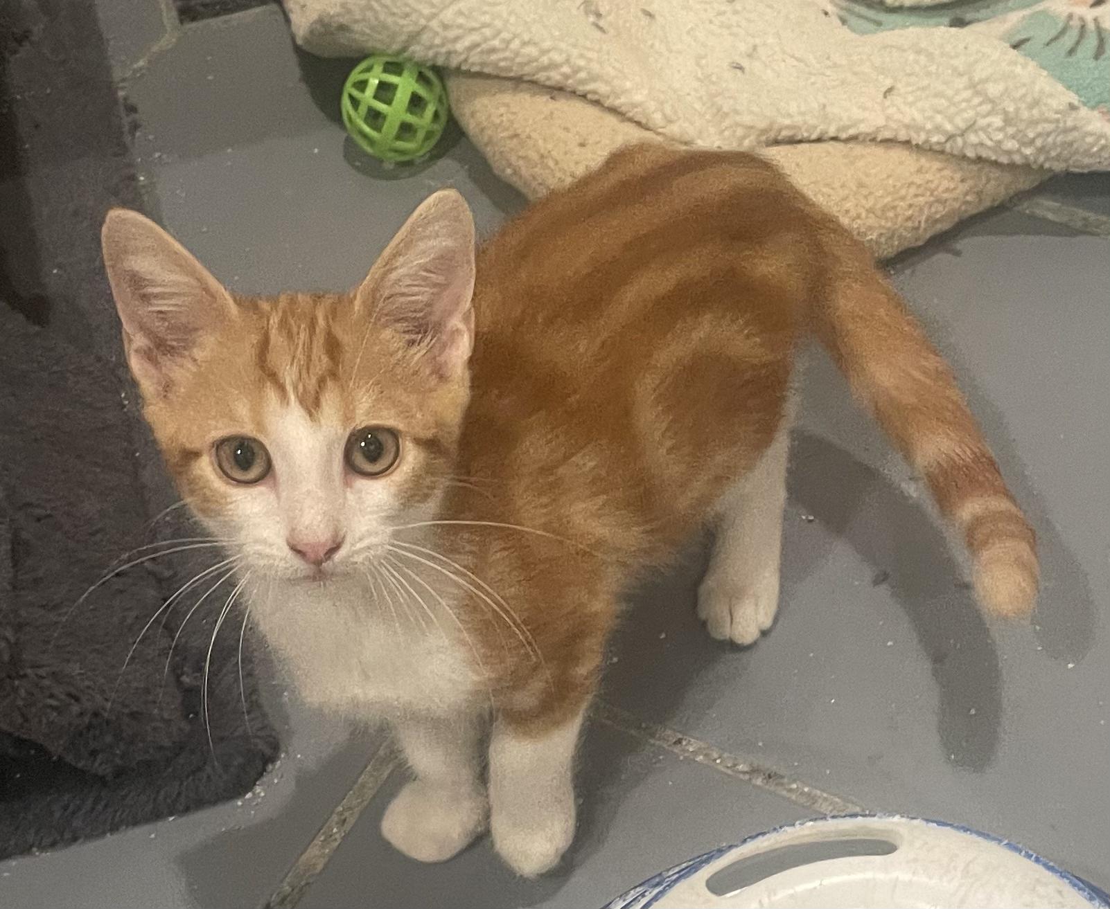 Cat for adoption - Zembo-Portofino PetSmart, a Domestic Short Hair in ...