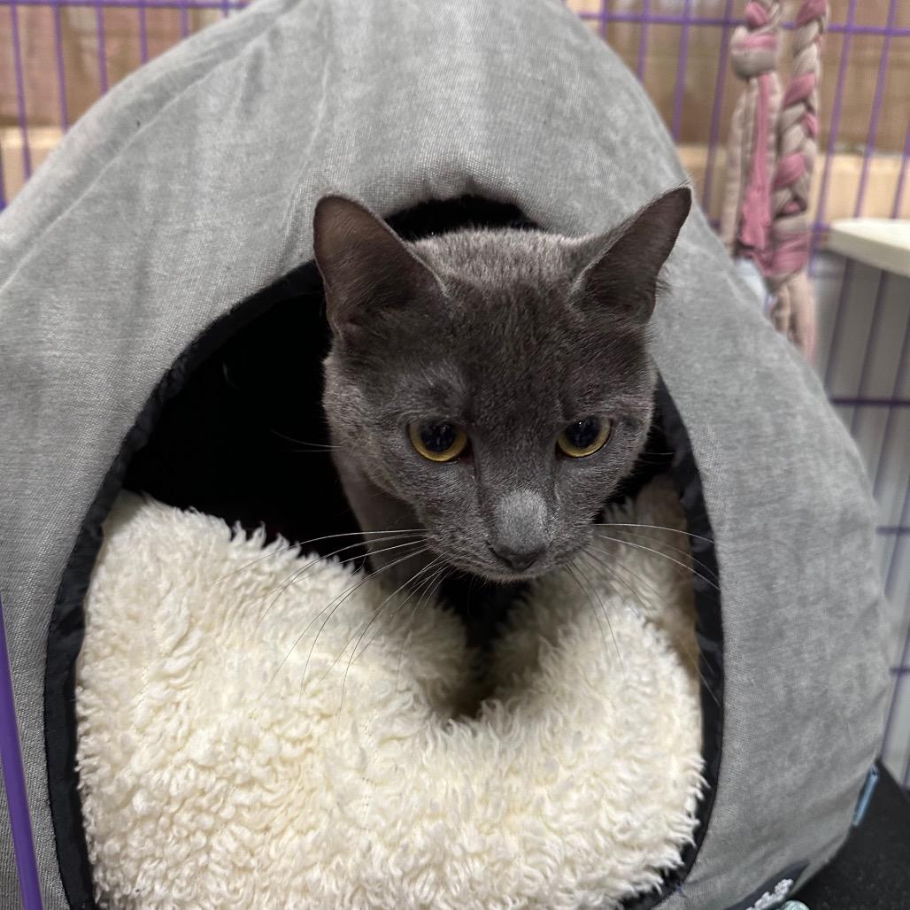 Adopt Sesame in Priest River | Domestic Medium Hair cat | Buddy