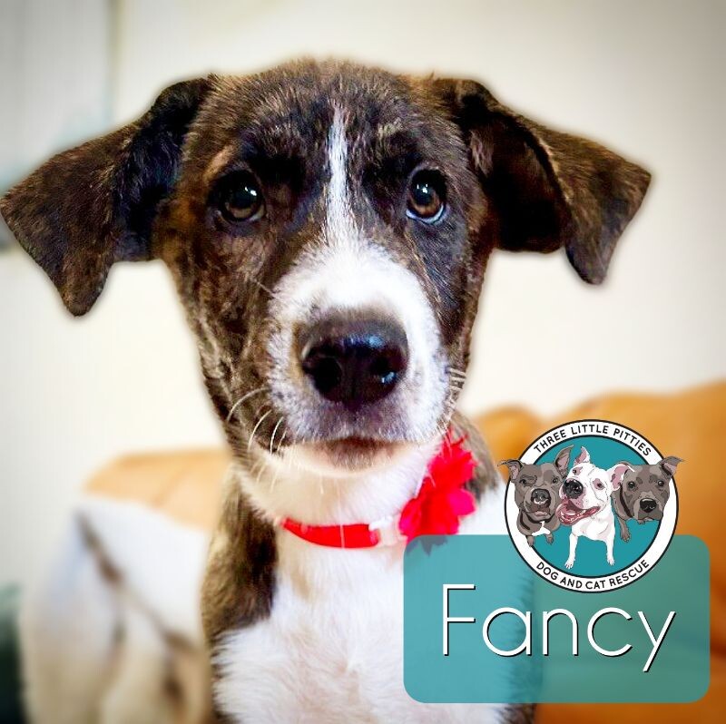 Dog for adoption - Fancy Baker, a Shepherd Mix in Hartford, CT | Petfinder