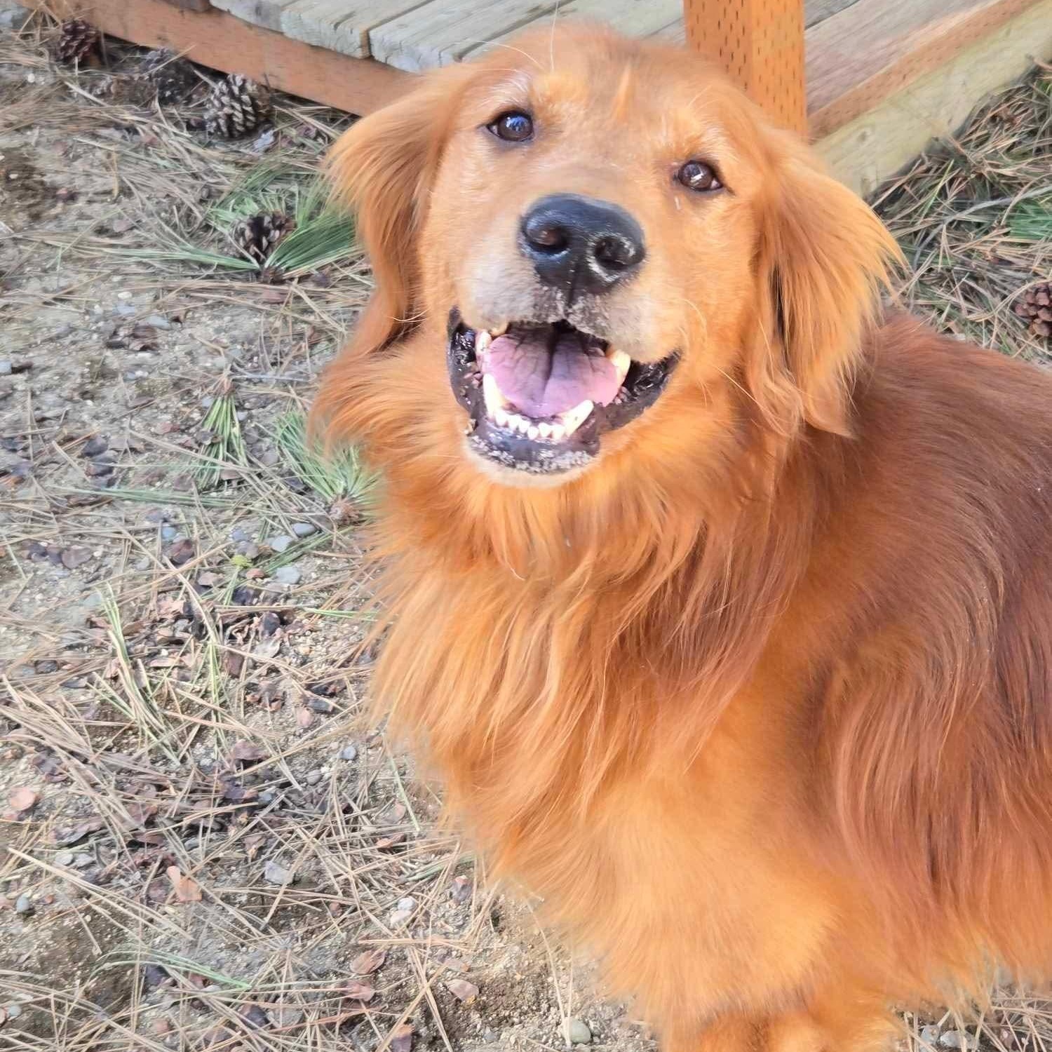 Dog for adoption - Doug, a Golden Retriever in La Pine, OR | Petfinder