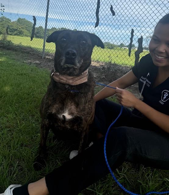 Dog for adoption - Trey (Senior boy who has NEVER had a home!), a Mixed ...