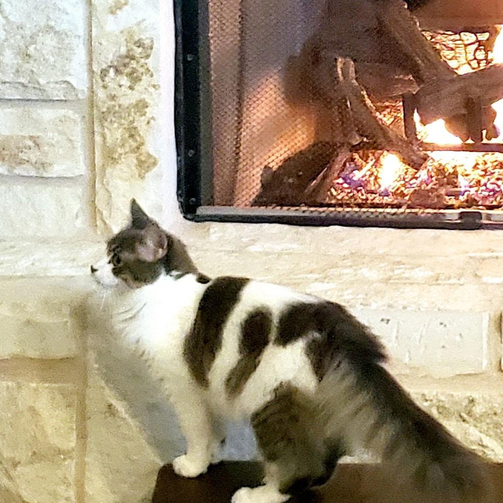 Cat for adoption - Sindri (long-haired Maine Coone mix), a Domestic ...
