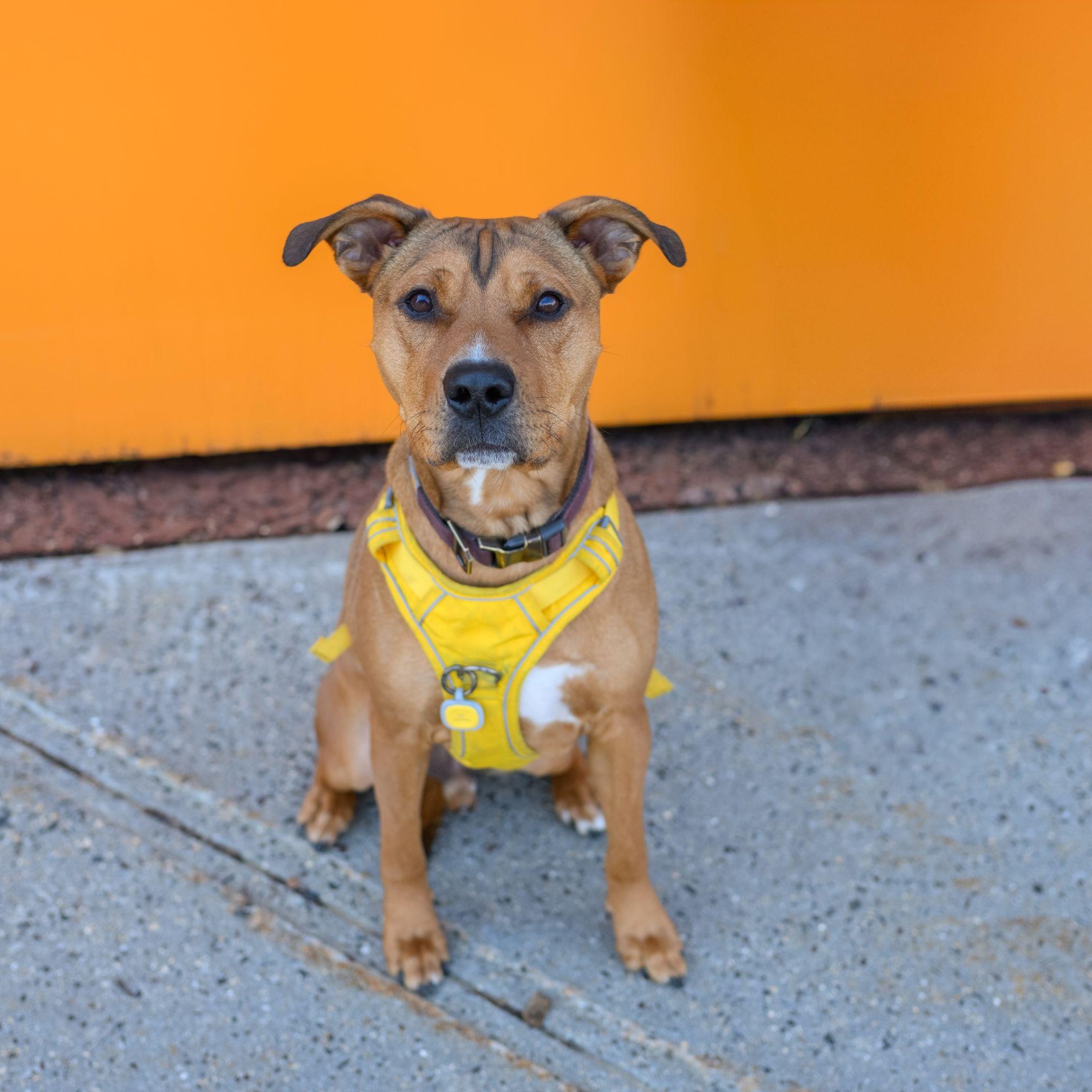 Dog for adoption - ROMEO, a Hound in Hamilton, NJ | Petfinder