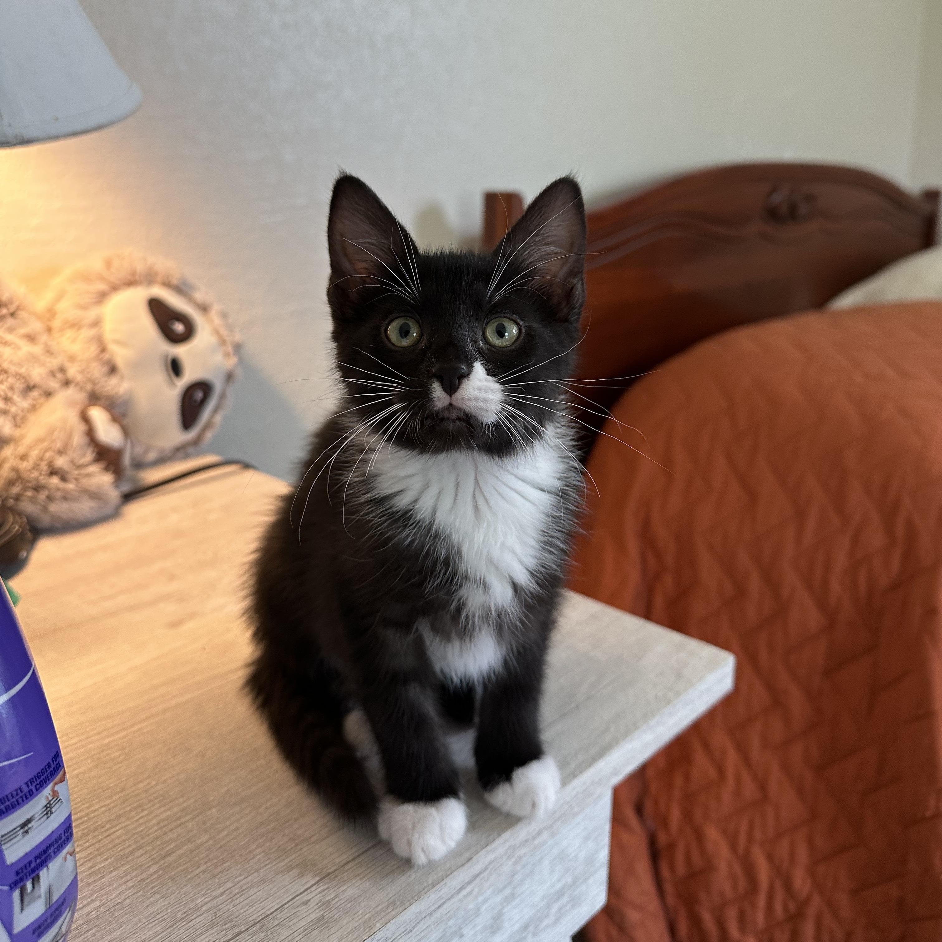 Cat for adoption - Fiji, a Domestic Short Hair in Harrogate, TN | Petfinder